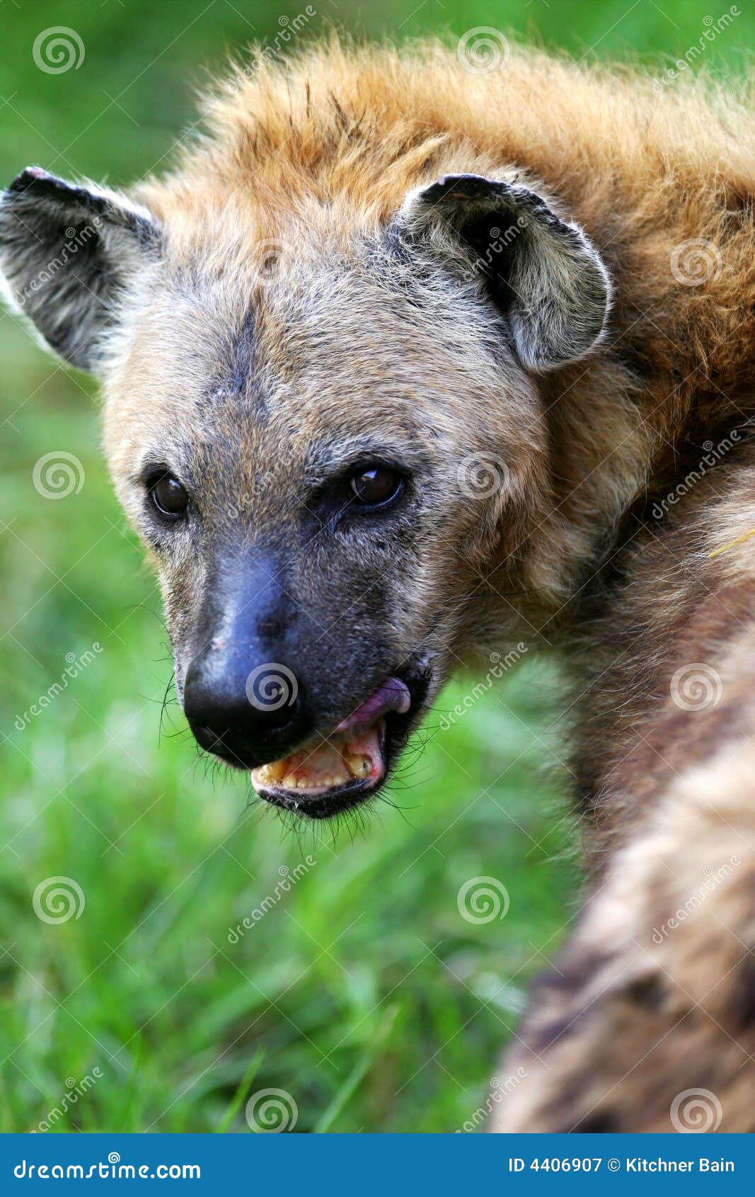 African Hyena stock image. Image of scavenger, wild, wilddogs - 4406907