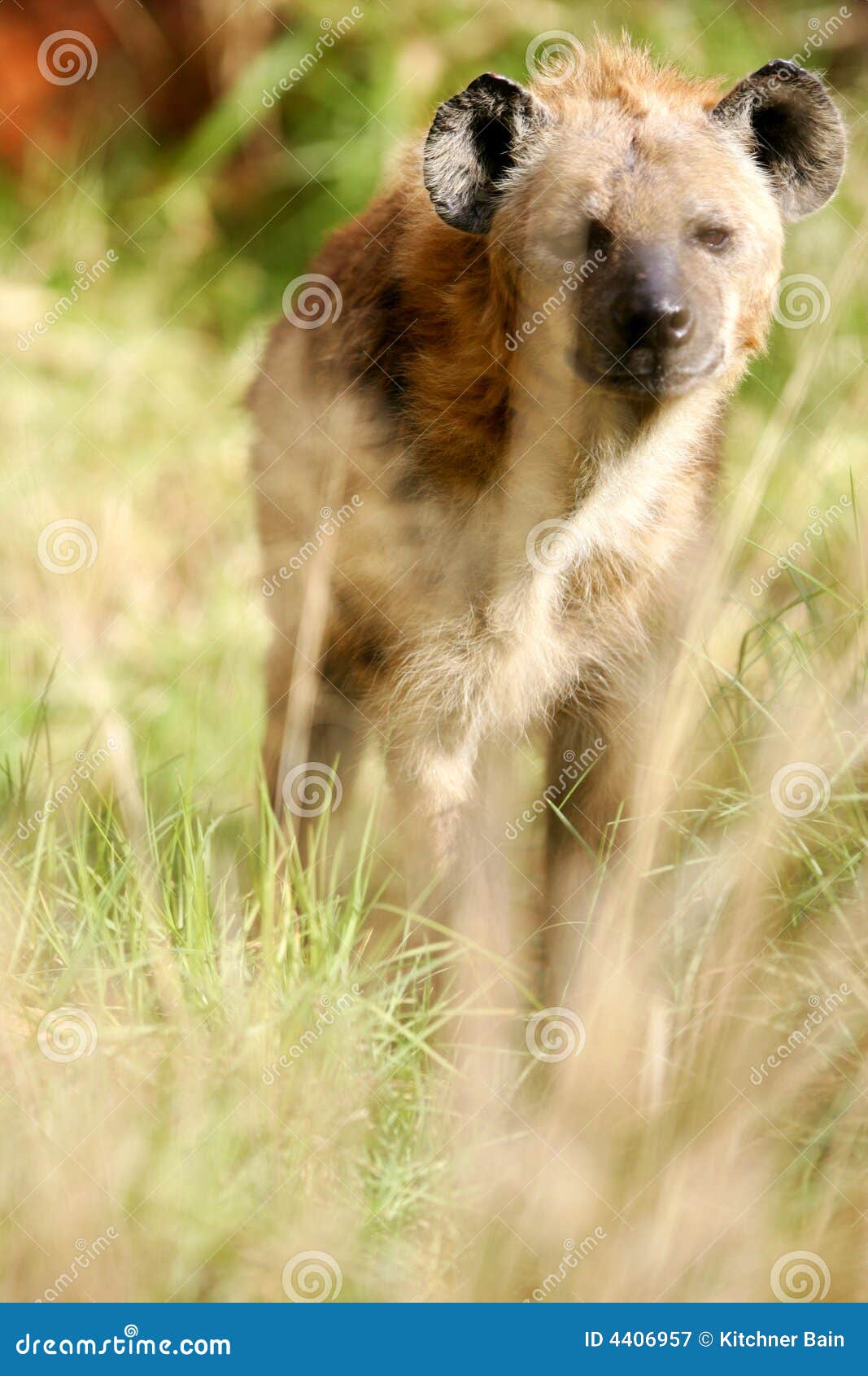 African Hyena Royalty-Free Stock Photo | CartoonDealer.com #42546033