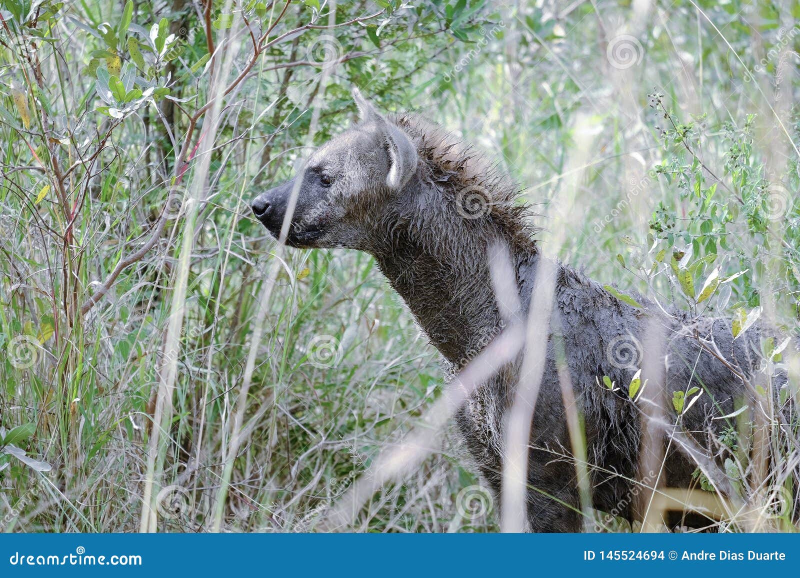 African Hyena Facing Sideways Stock Photo - Image of bush, adult: 145524694