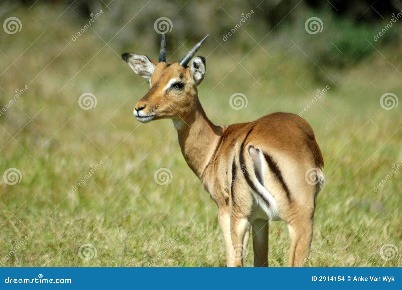 African impala stock photo. Image of alert, stood, mammal - 2914154