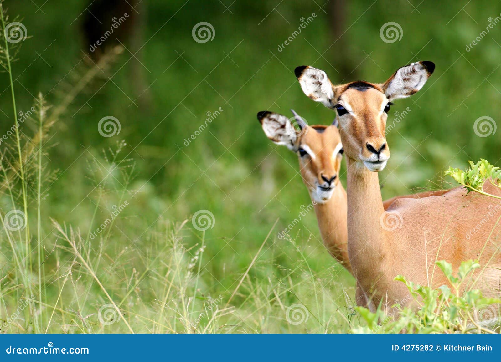 African Impala stock photo. Image of african, animals - 4275282