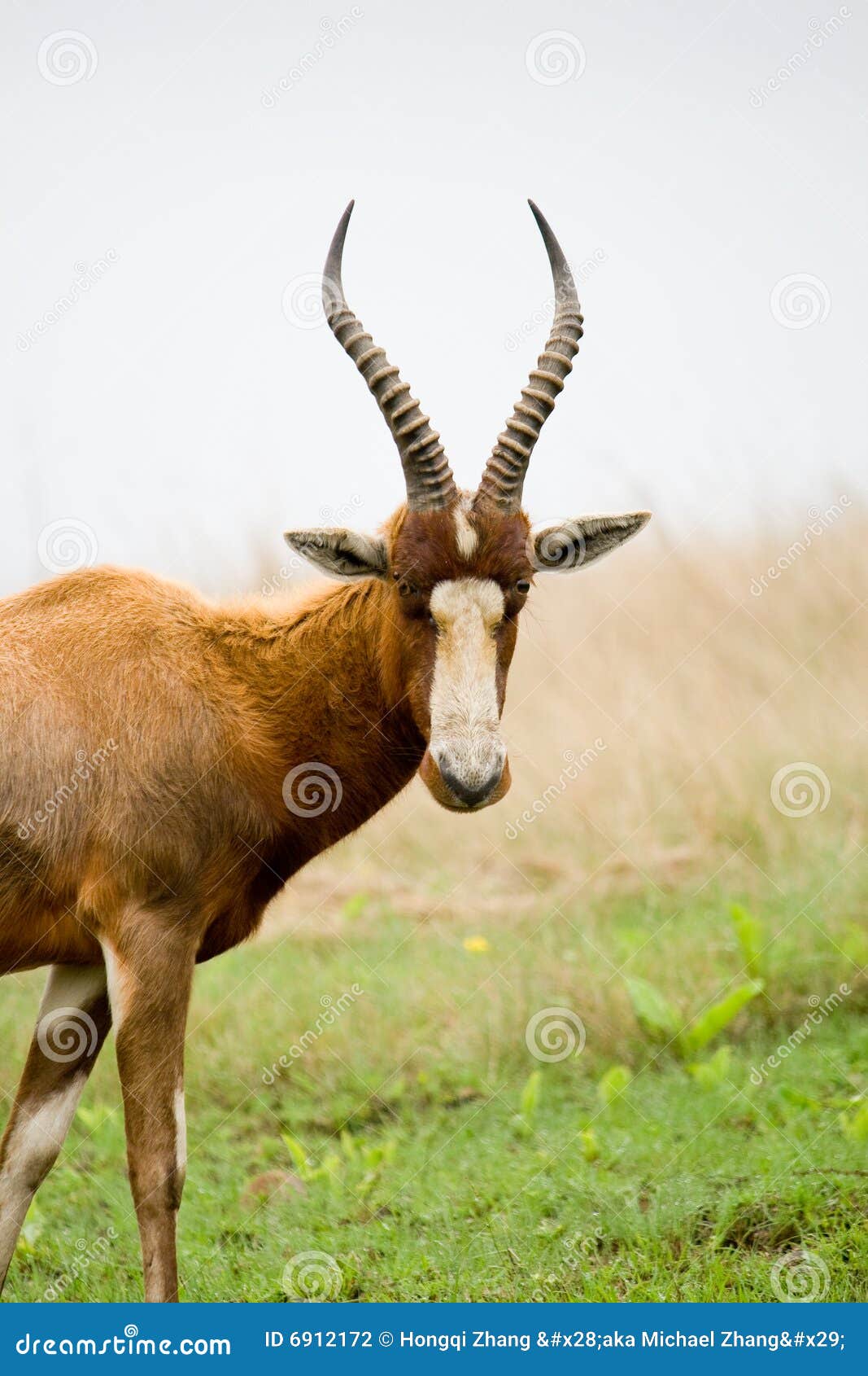 African impala stock photo. Image of park, impala, beautiful - 6912172