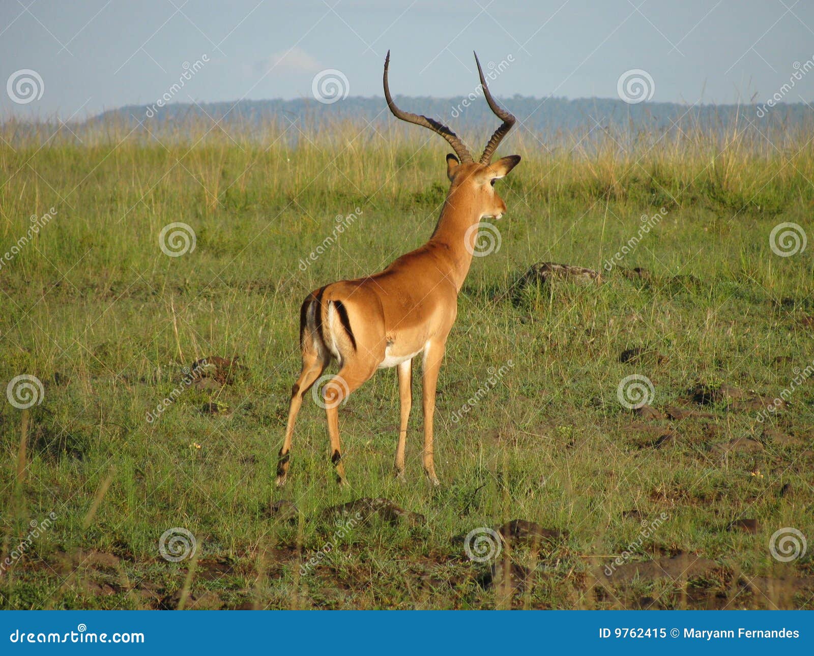 African Impala stock image. Image of africa, anthelope - 9762415
