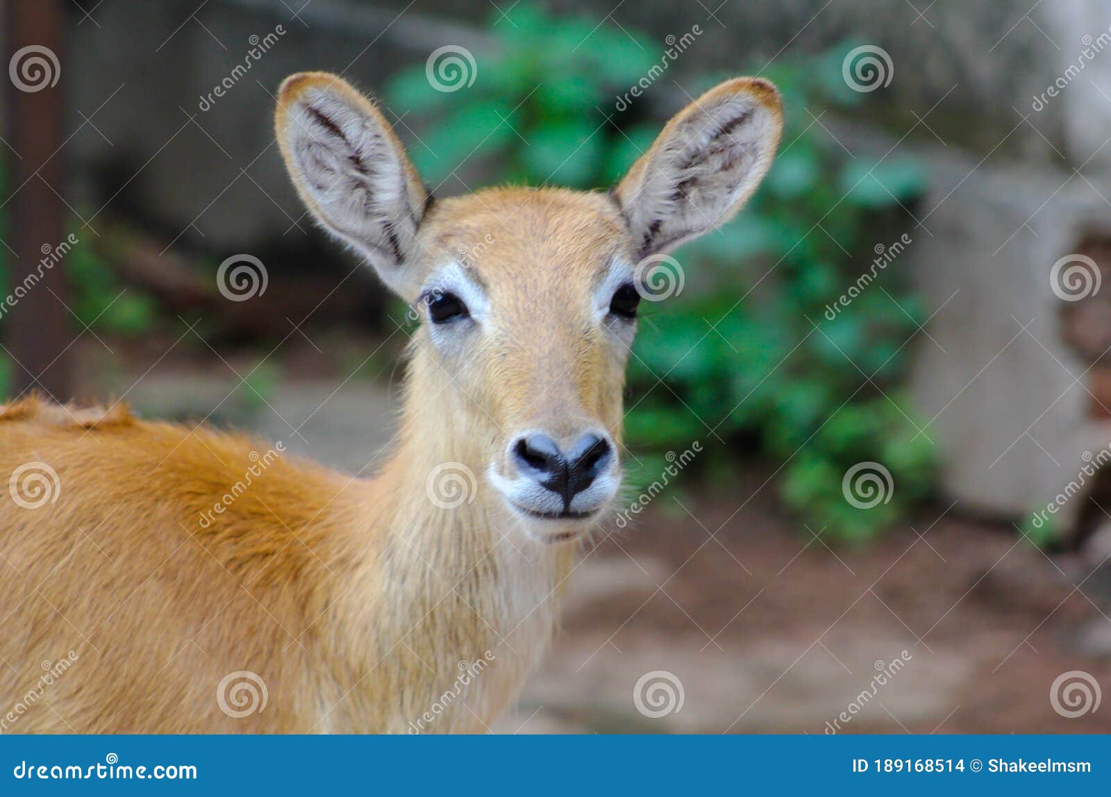 African Impala in the Bush. African Wild Animals Stock Photo - Image of ...