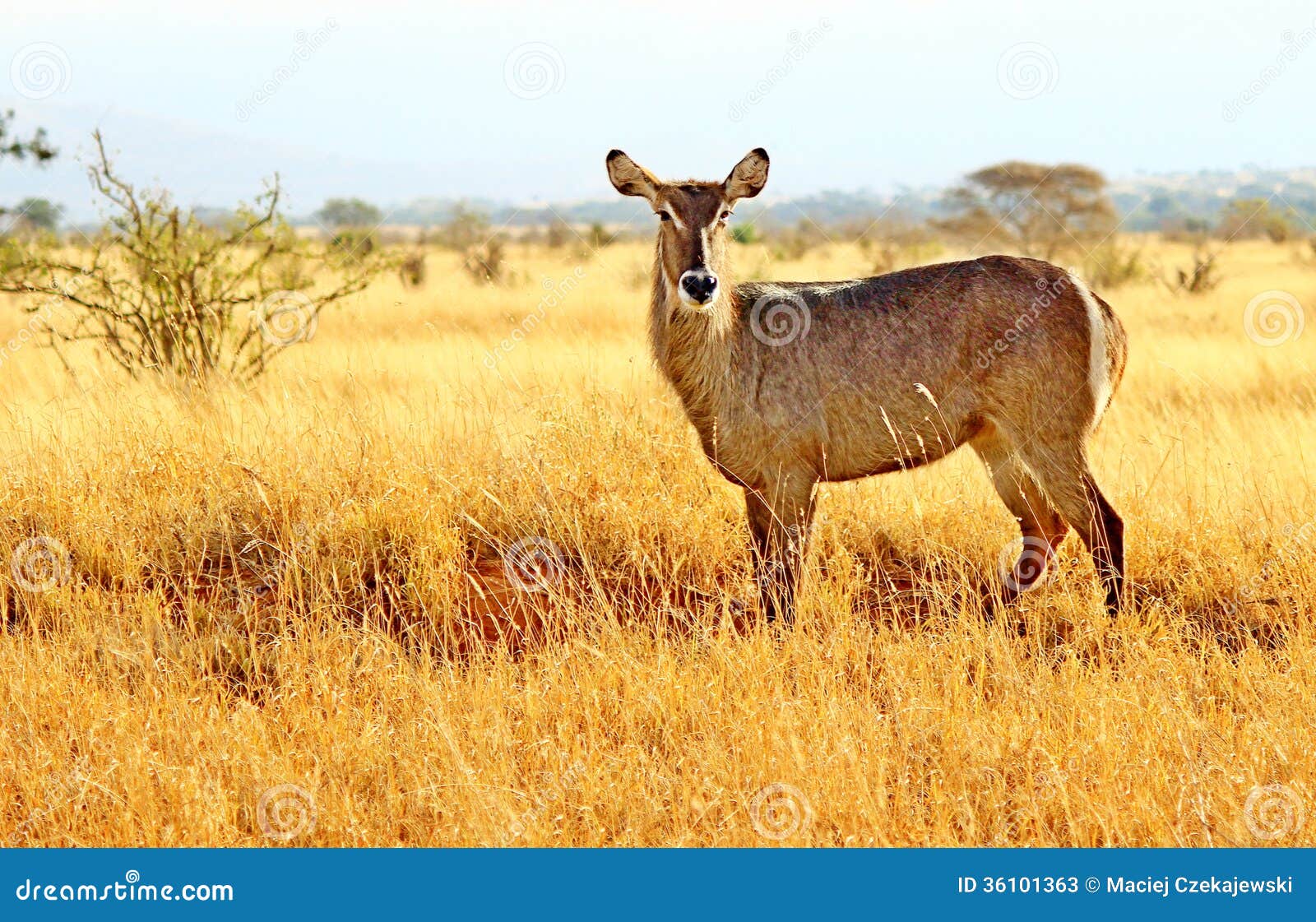 African Impala stock image. Image of africa, herbivore - 36101363