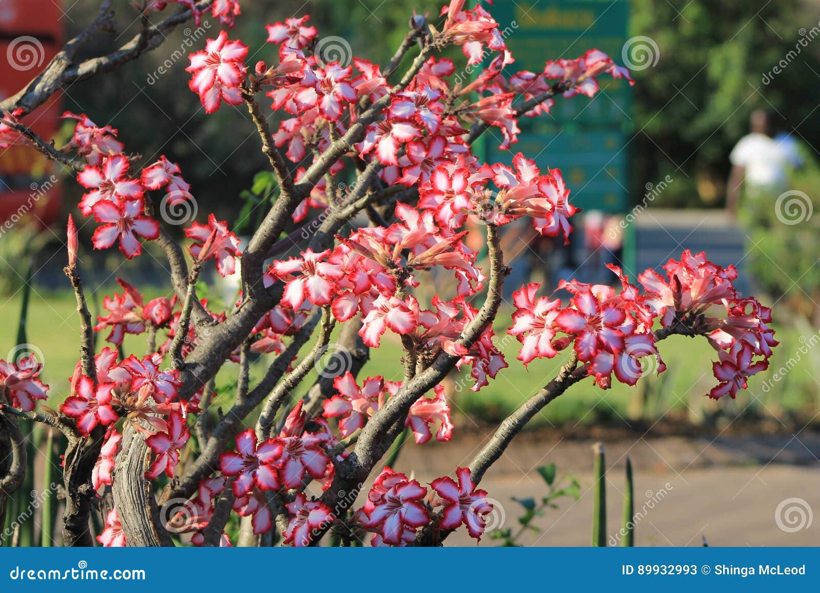 African Impala Lily flower stock image. Image of blooming - 89932993