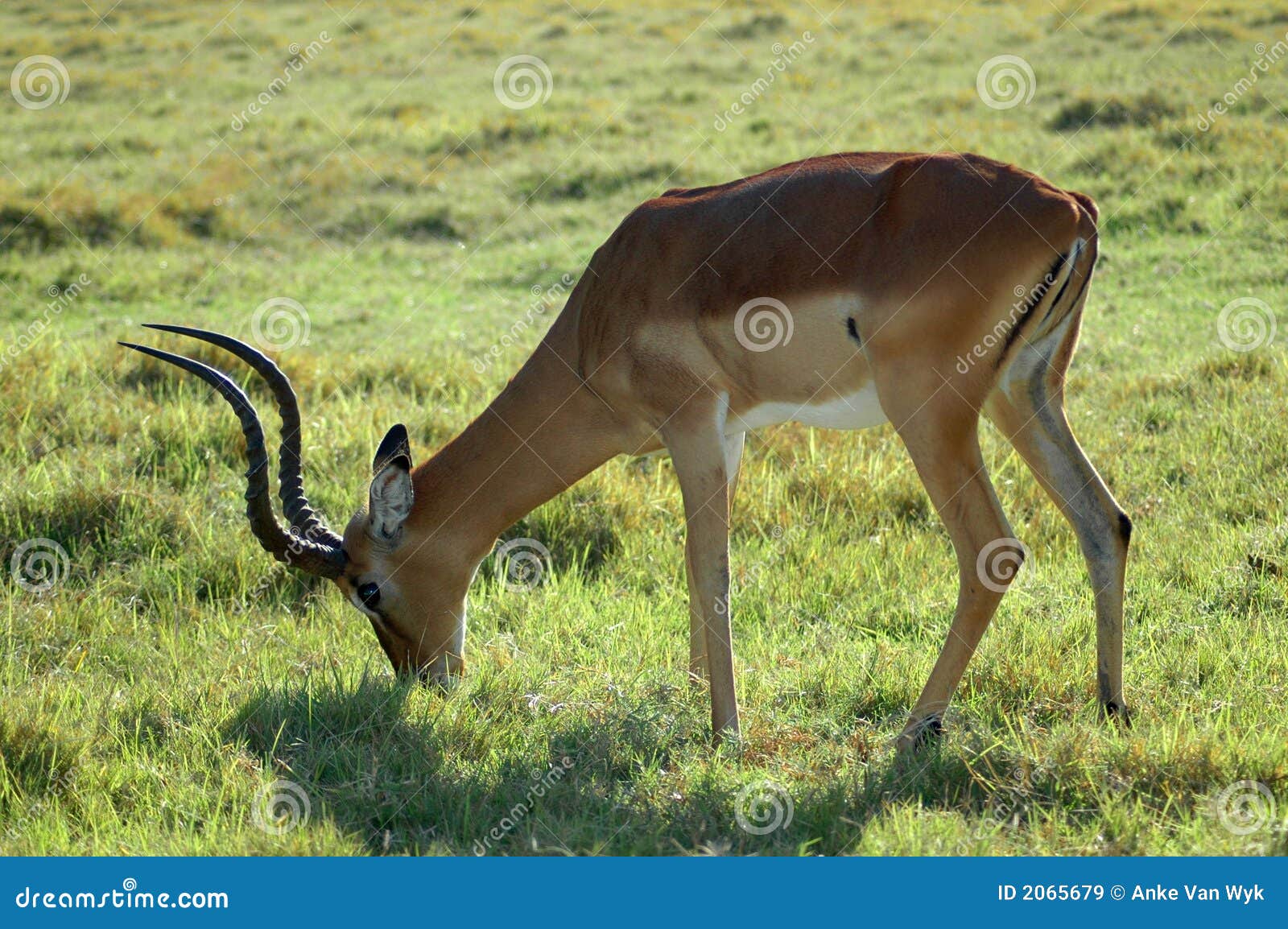 African Impala in savanna stock image. Image of natural - 2065679