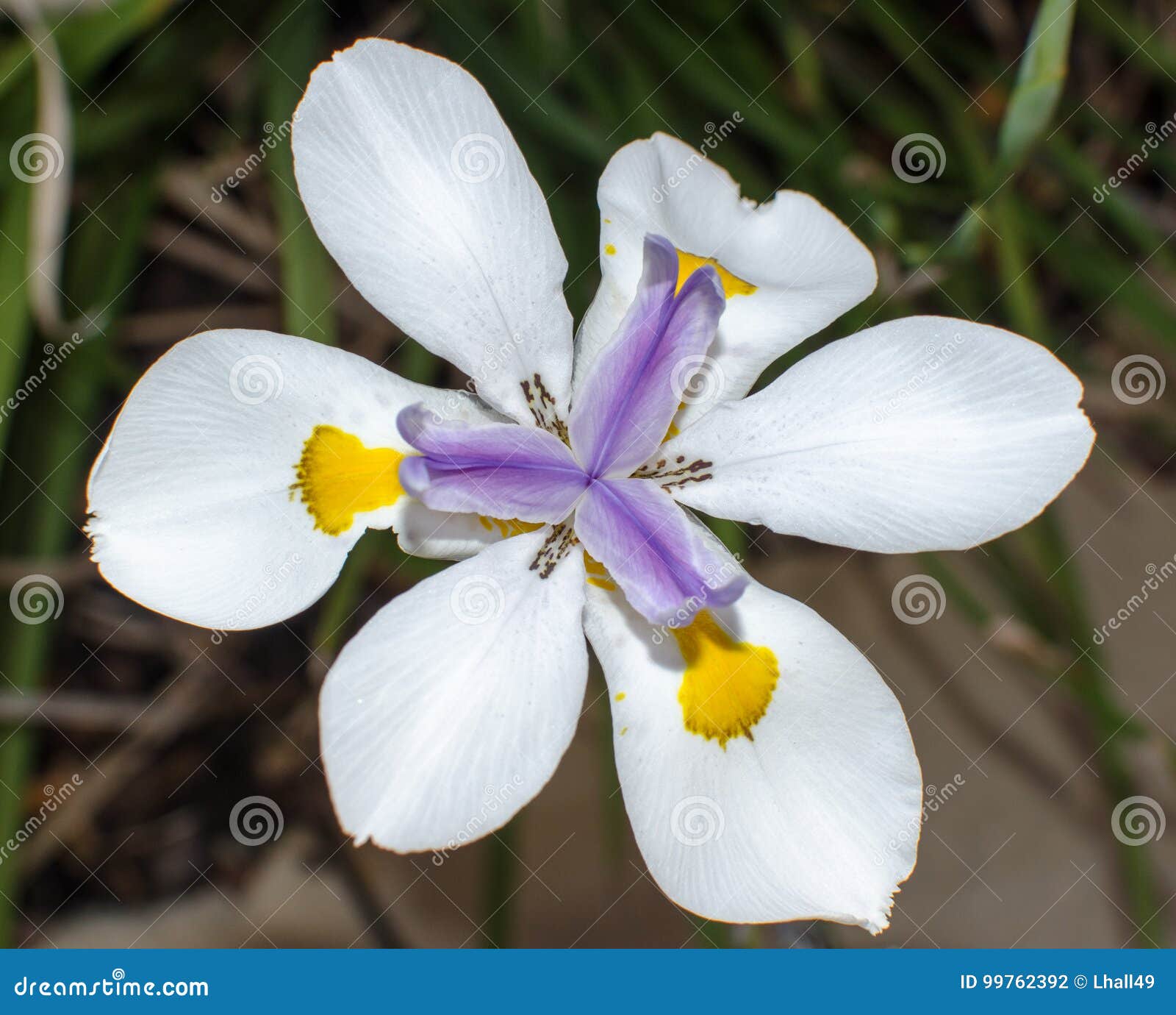 African Iris stock photo. Image of south, beauty, purple - 99762392