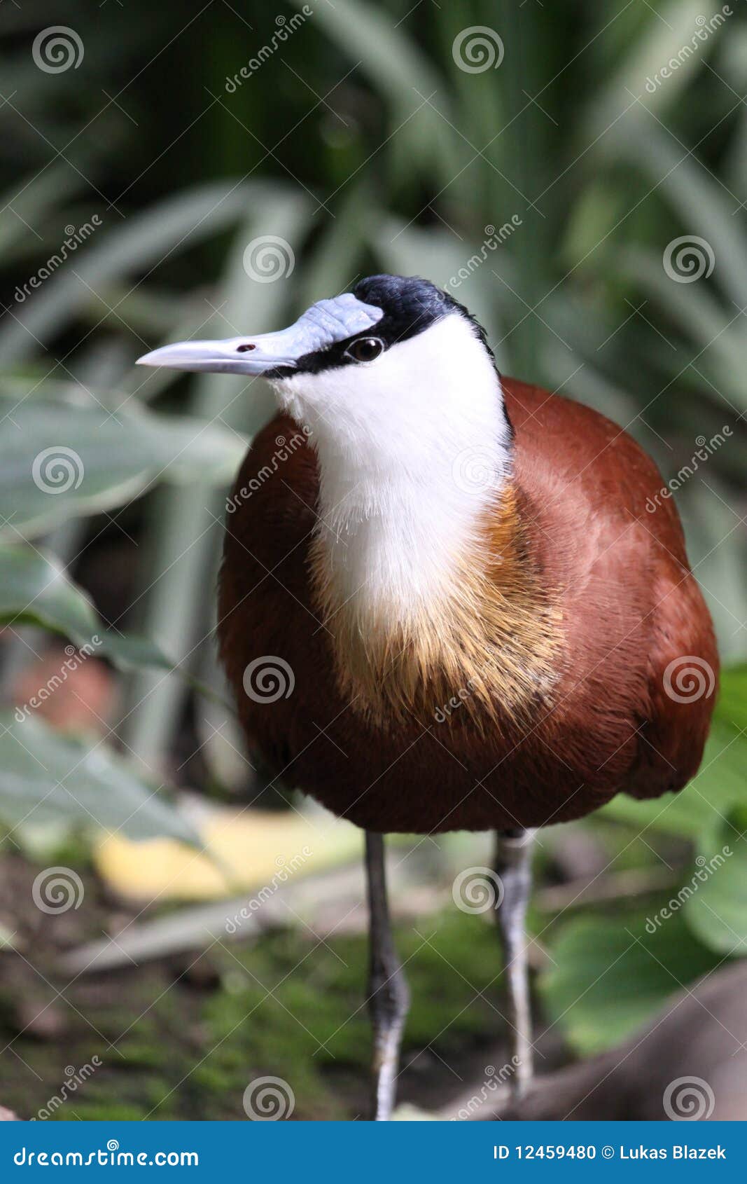 African jacana stock photo. Image of actophilornis, bird - 12459480