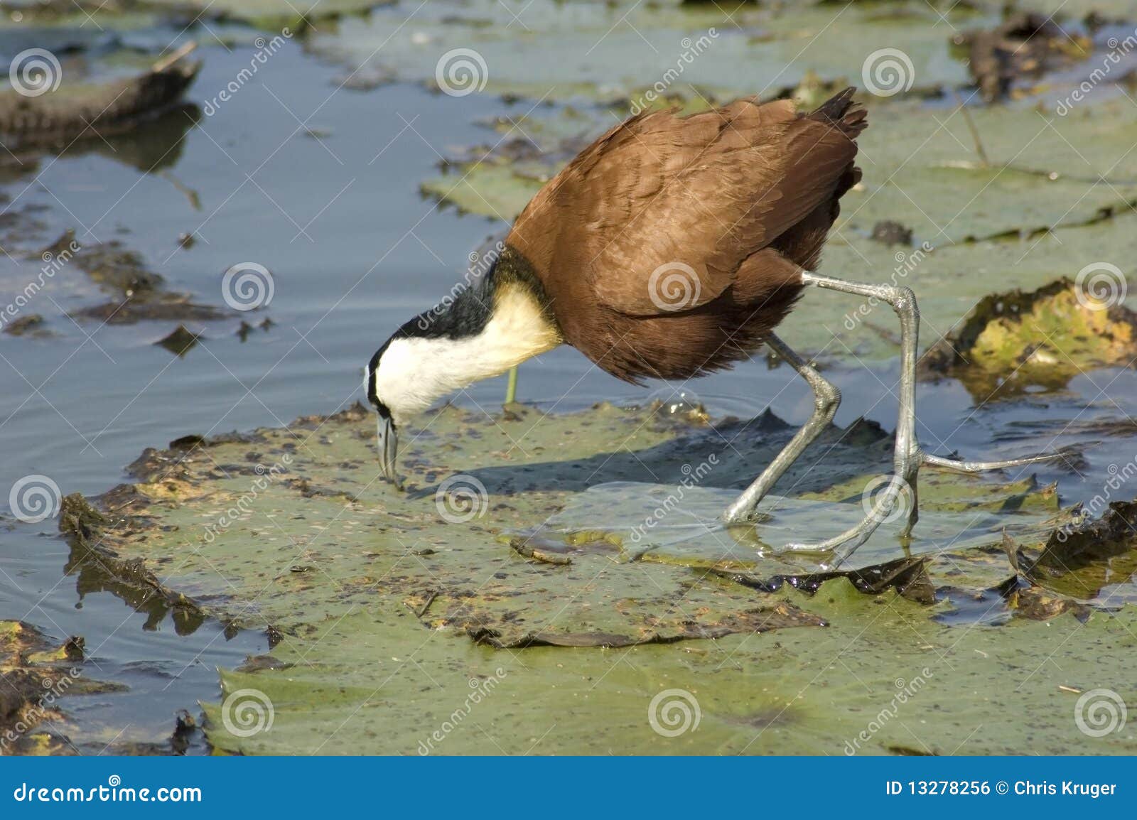 African Jacana stock photo. Image of front, flora, feeding - 13278256