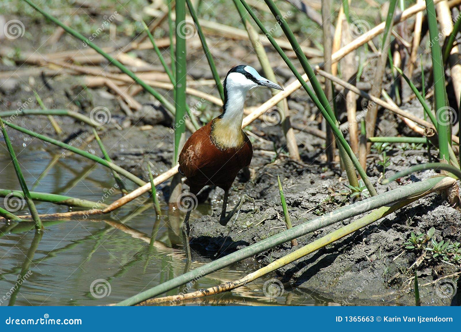 African jacana stock image. Image of krugerpark, kruger - 1365663