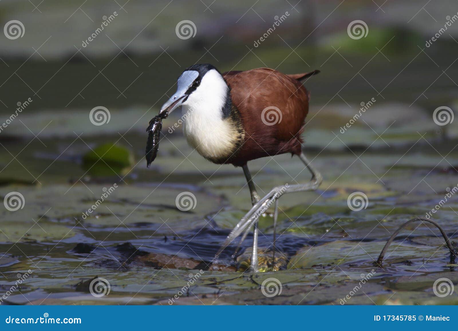 African Jacana Eating Stock Photos - Free & Royalty-Free Stock Photos ...