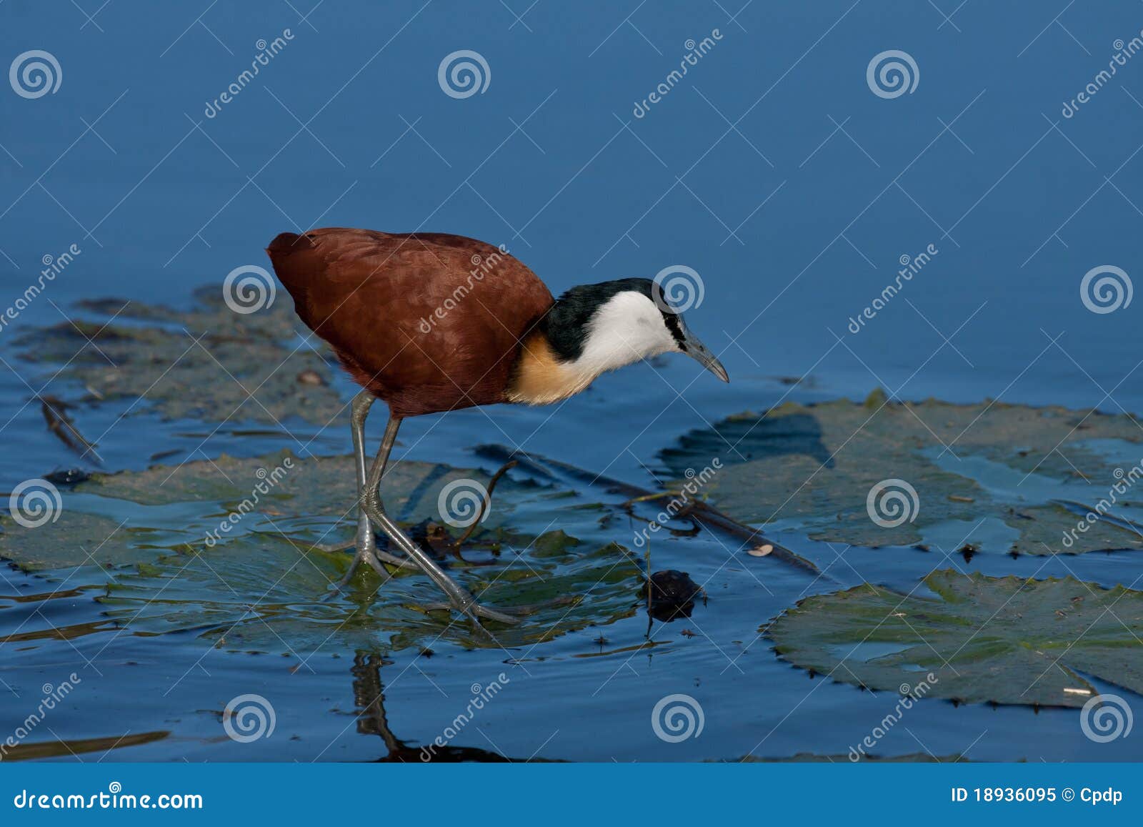 African Jacana stock image. Image of legs, south, water - 18936095