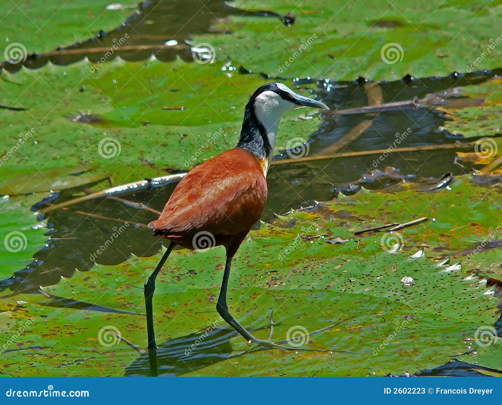 African Jacana, Actophilornis Africanus, Wader Bird From Botswana. Bird ...