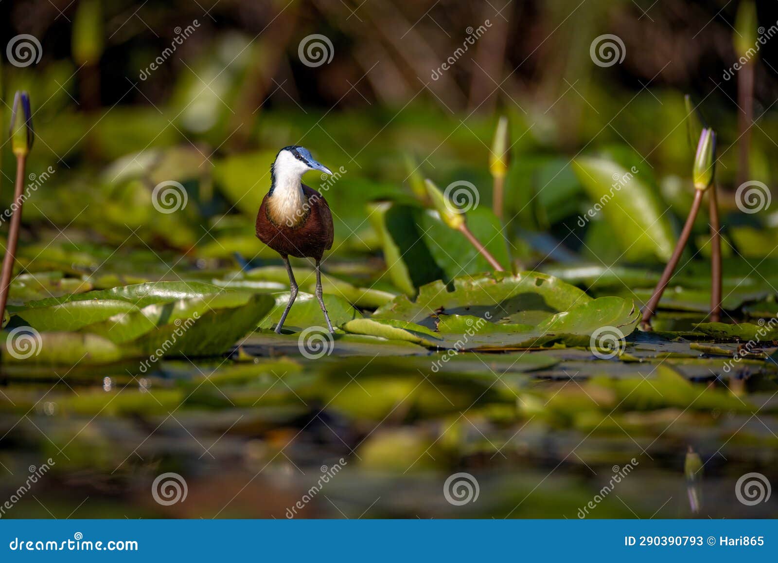 African Jacana on Water Lily Leaf Stock Image - Image of nature, hari ...