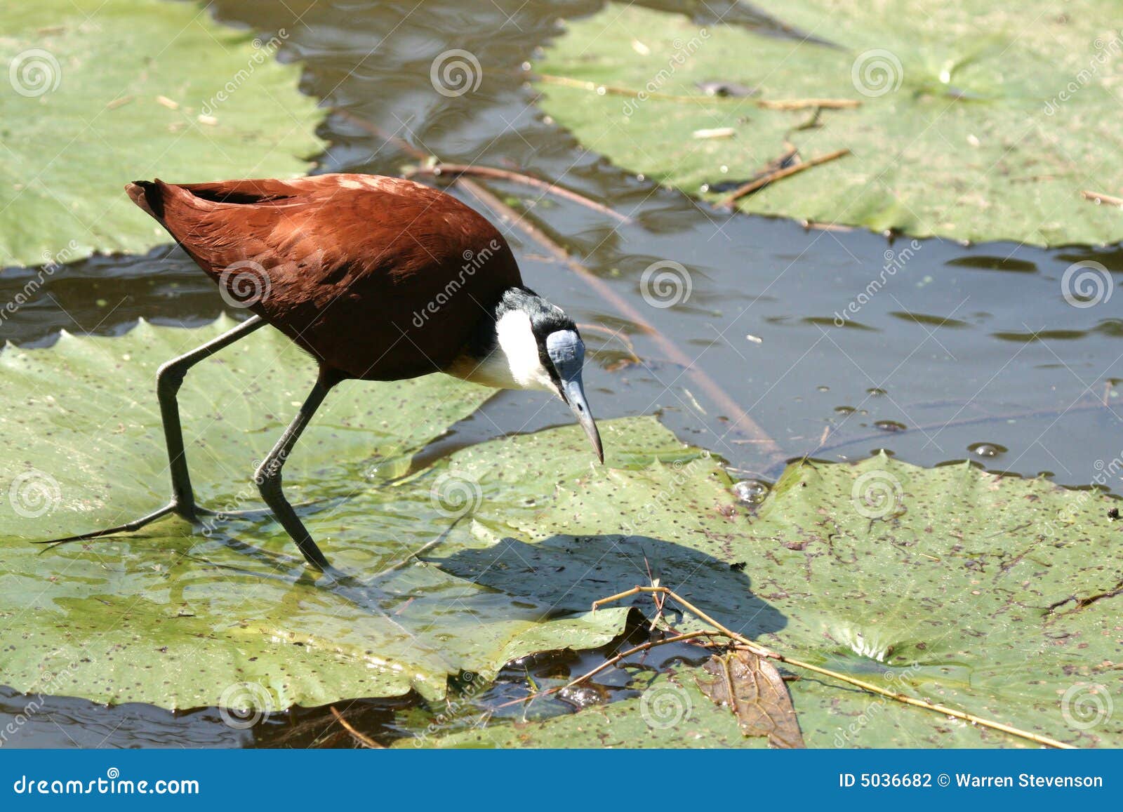 African Jacana stock photo. Image of bird, african, large - 5036682