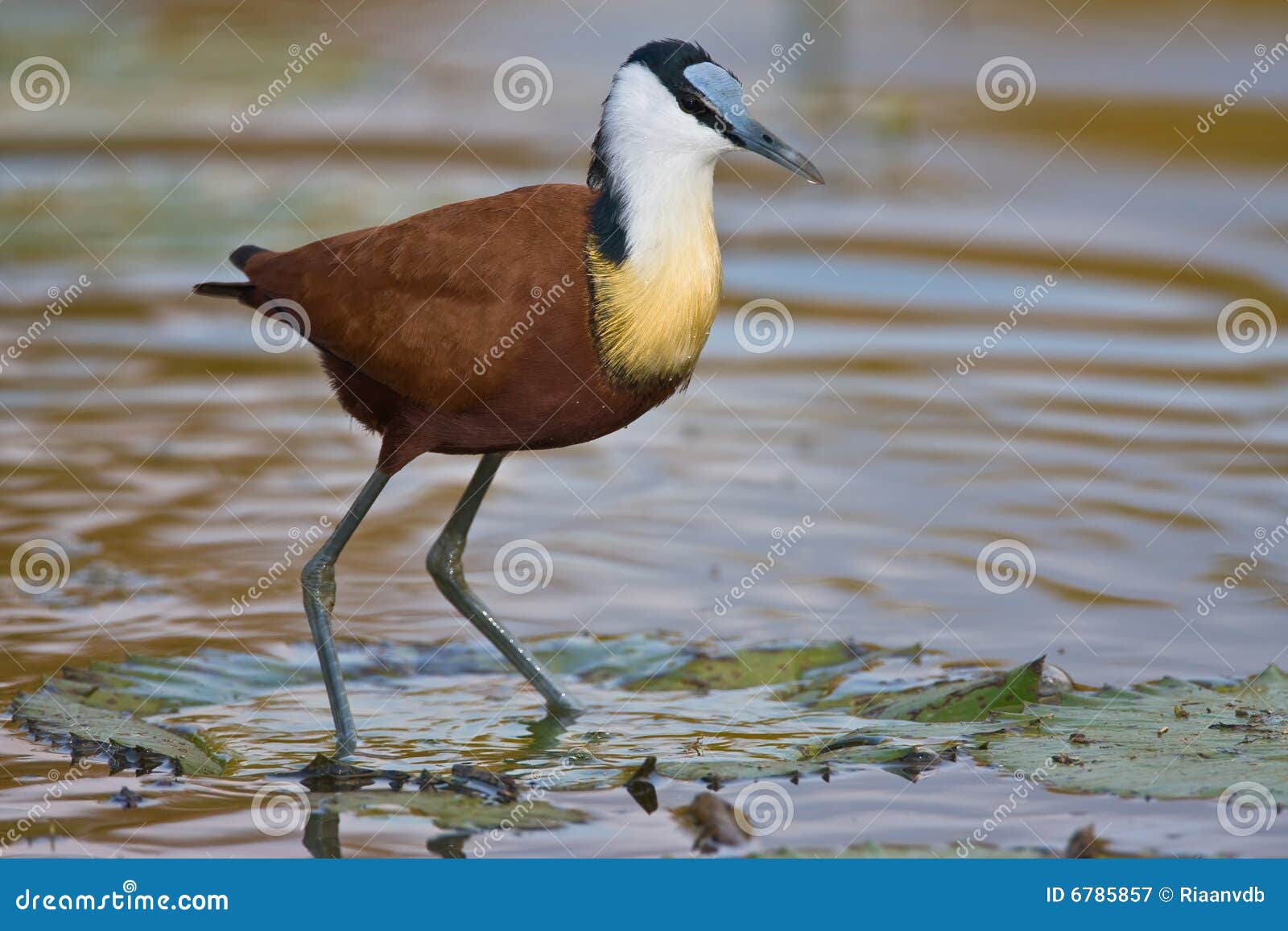 African Jacana stock image. Image of animals, bush, white - 6785857
