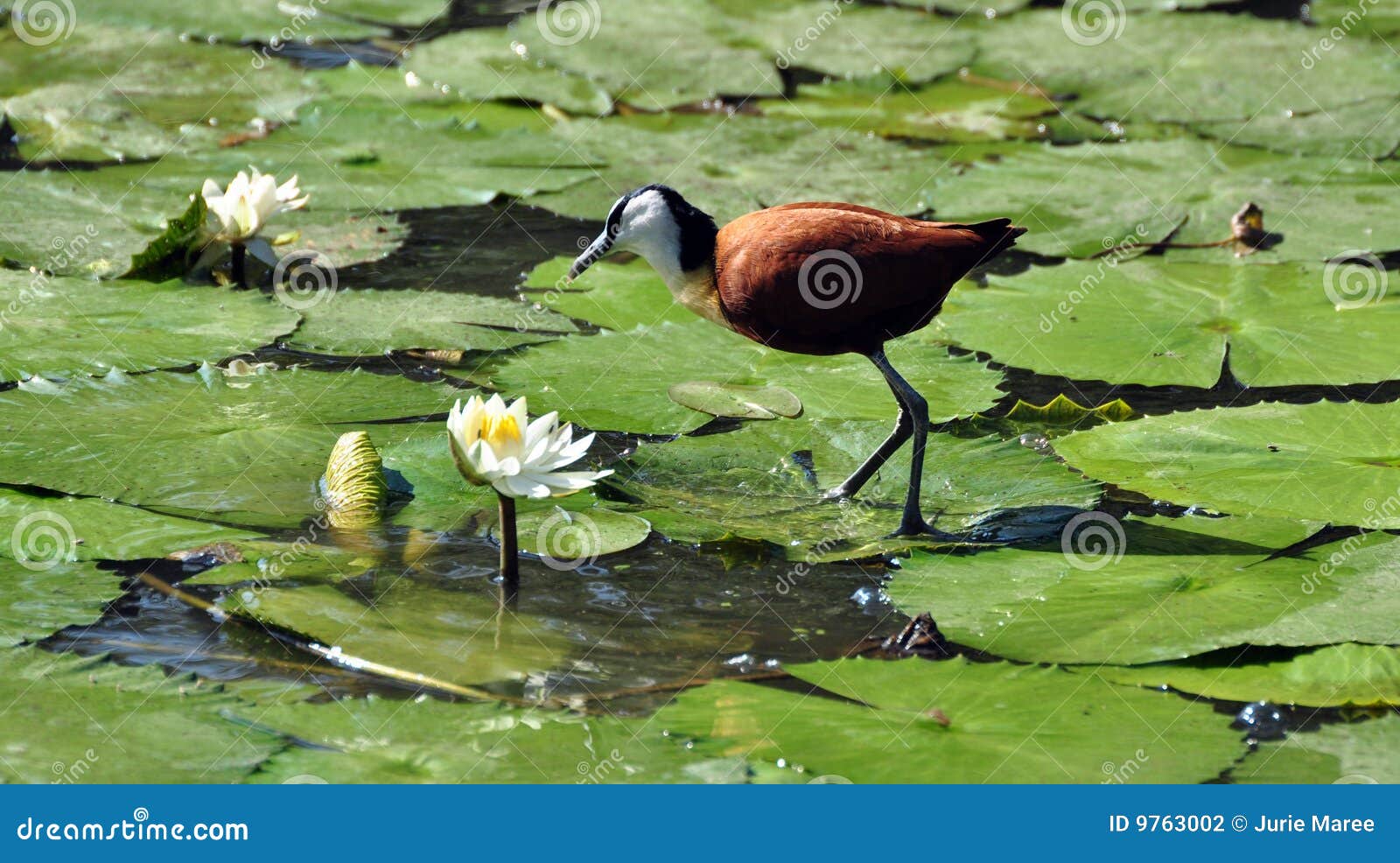 African Jacana stock photo. Image of vegetation, lilly - 9763002