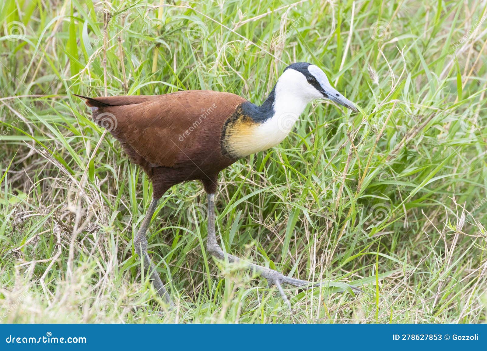 African Jacana (Actophilornis Africanus) Adult Stock Image - Image of ...