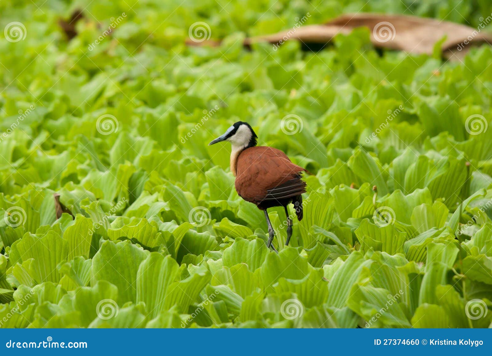 African jacana bird stock photo. Image of zurich, danila - 27374660