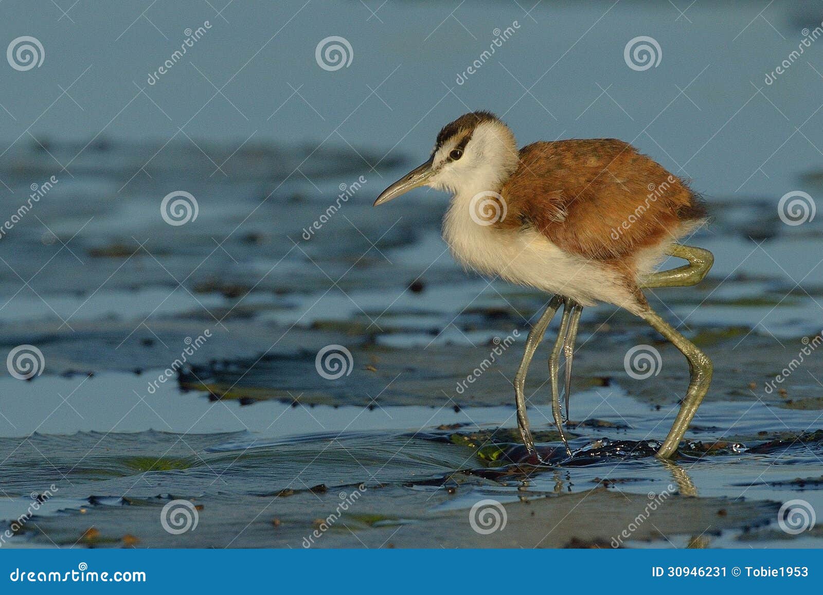 African Jacana chick stock image. Image of whitebrowed - 30946231