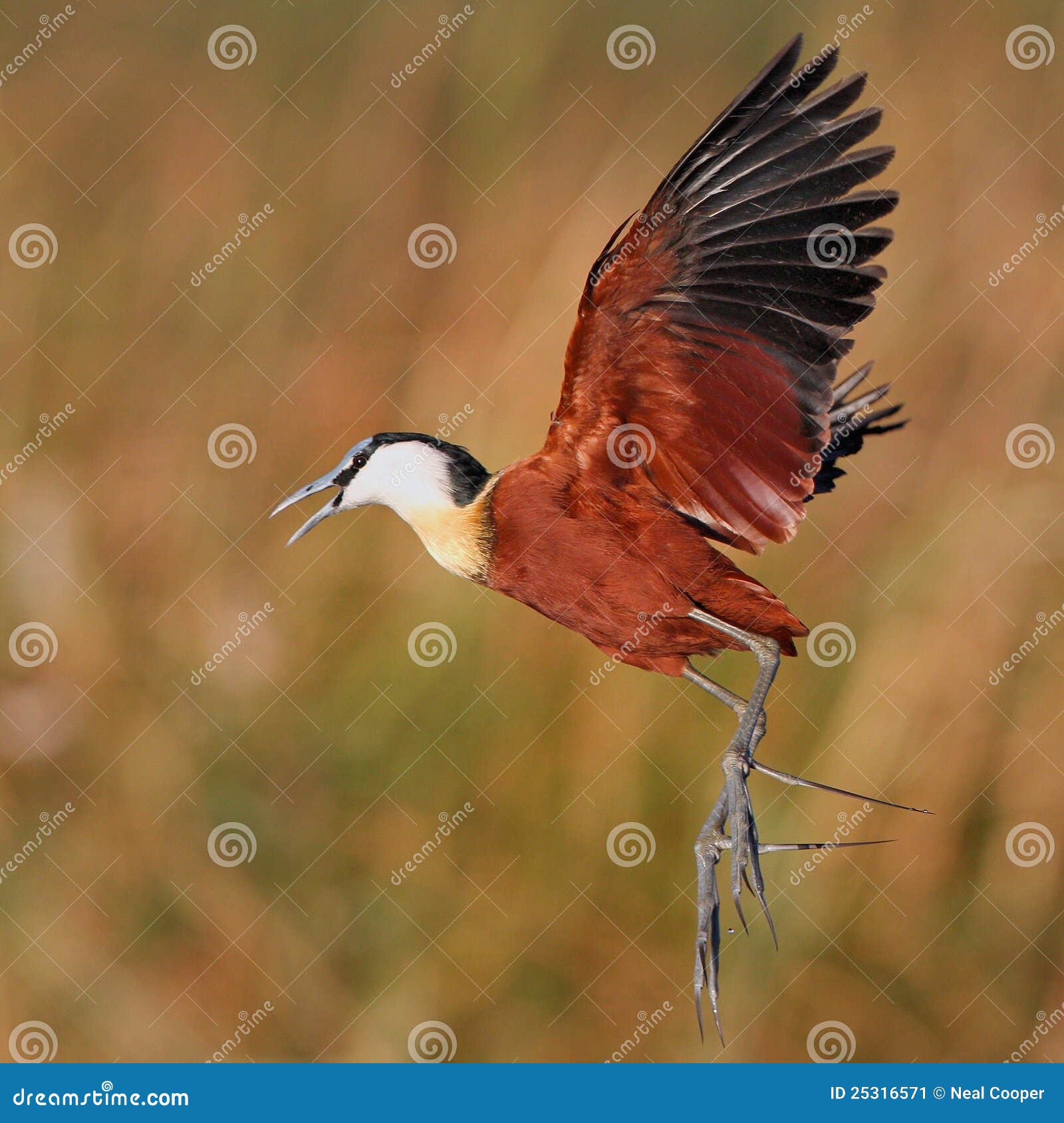 African Jacana in flight stock image. Image of throat - 25316571