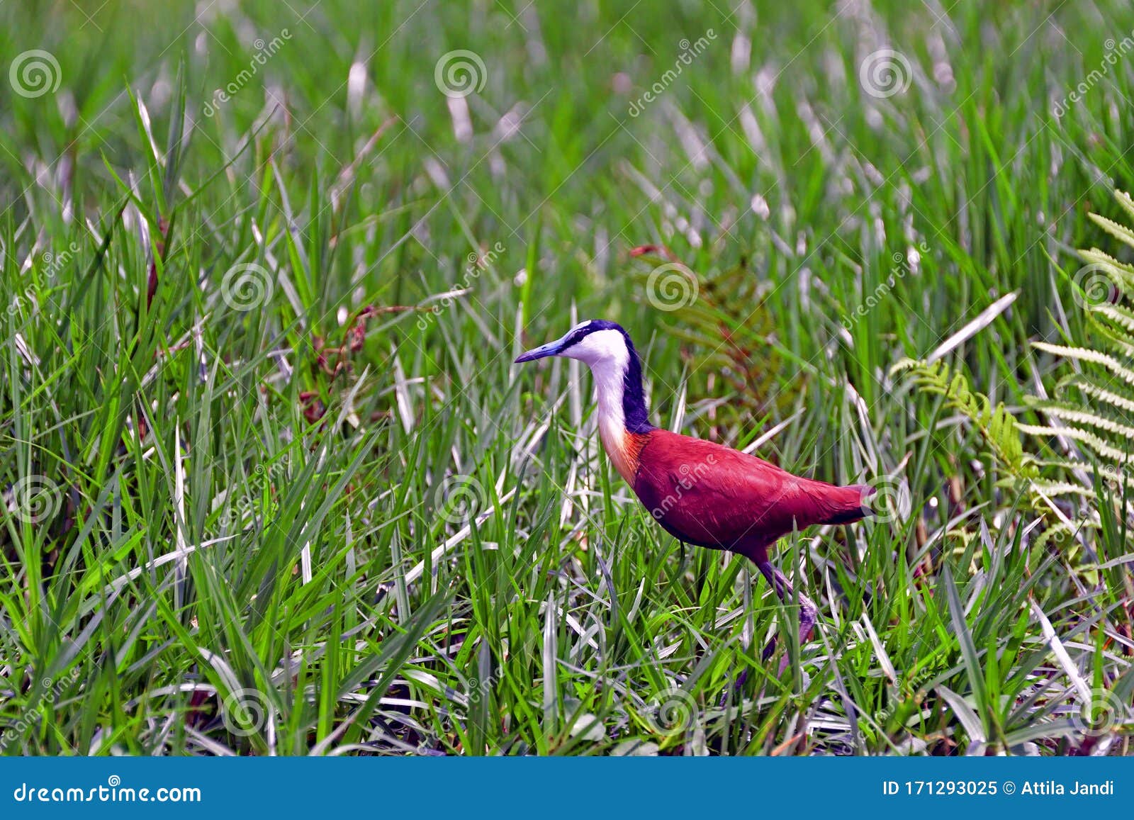 African Jacana, Mabamba Bay, Uganda Stock Image - Image of grey, feed ...