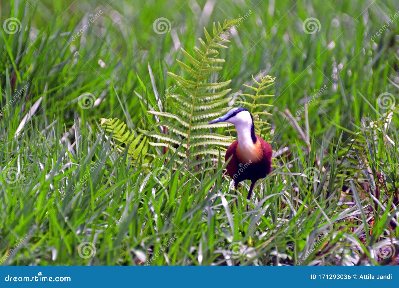 African Jacana, Mabamba Bay, Uganda Stock Photo - Image of masai ...