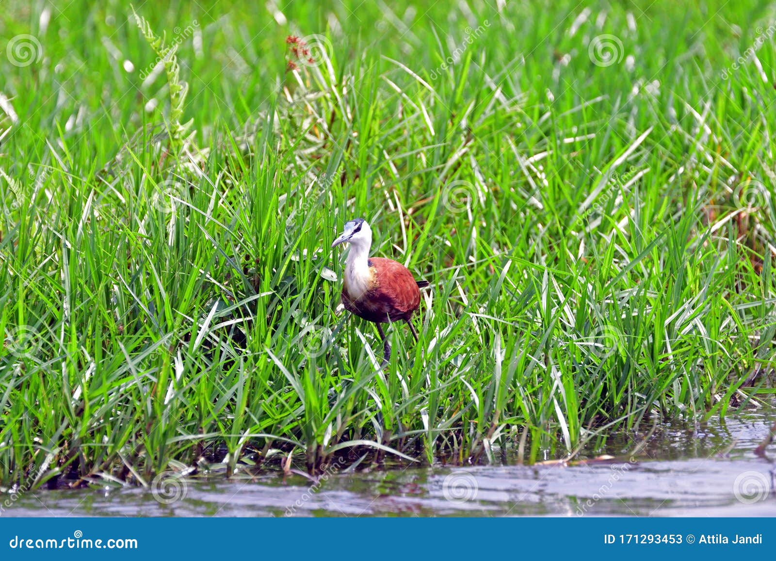 African Jacana, Mabamba Bay, Uganda Stock Image - Image of elmenteita ...