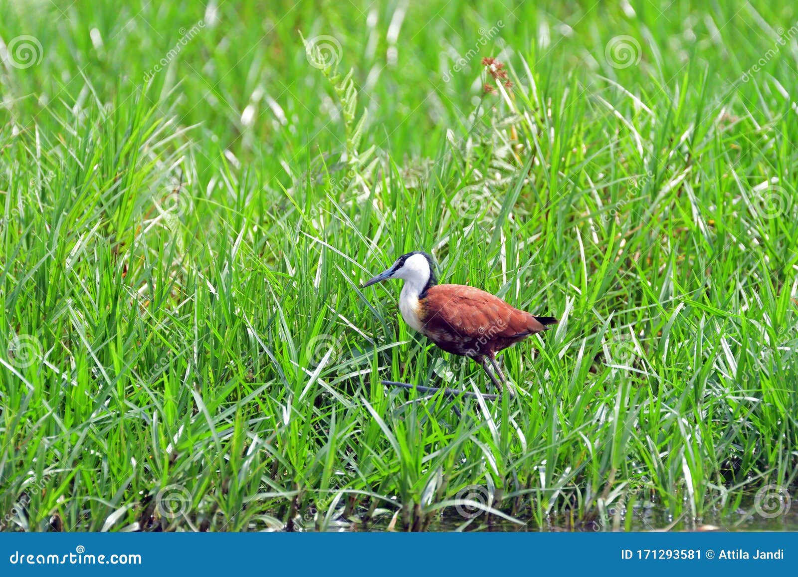 African Jacana, Mabamba Bay, Uganda Stock Image - Image of feed, fish ...