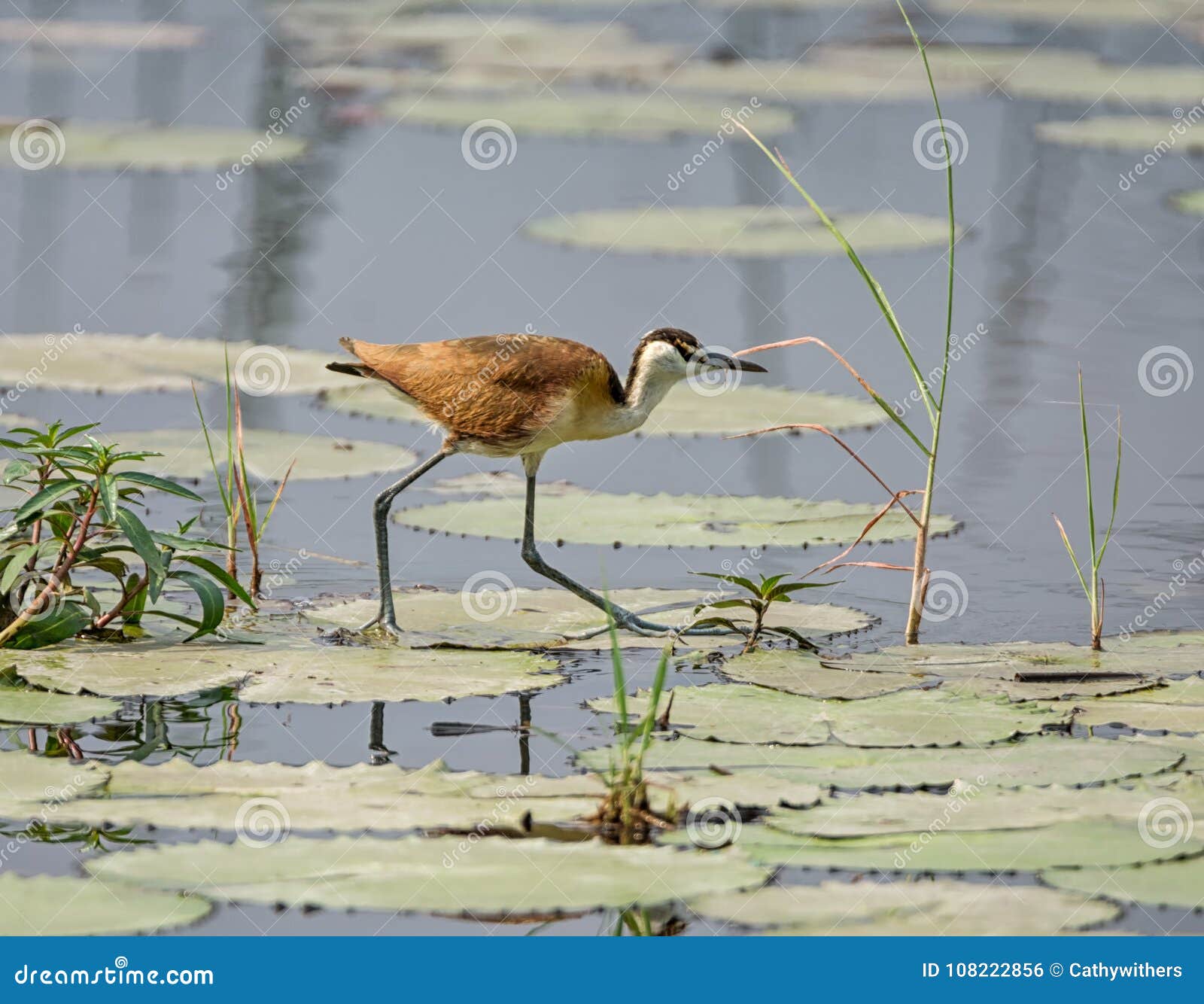 African Jacana stock photo. Image of legs, green, brown - 108222856