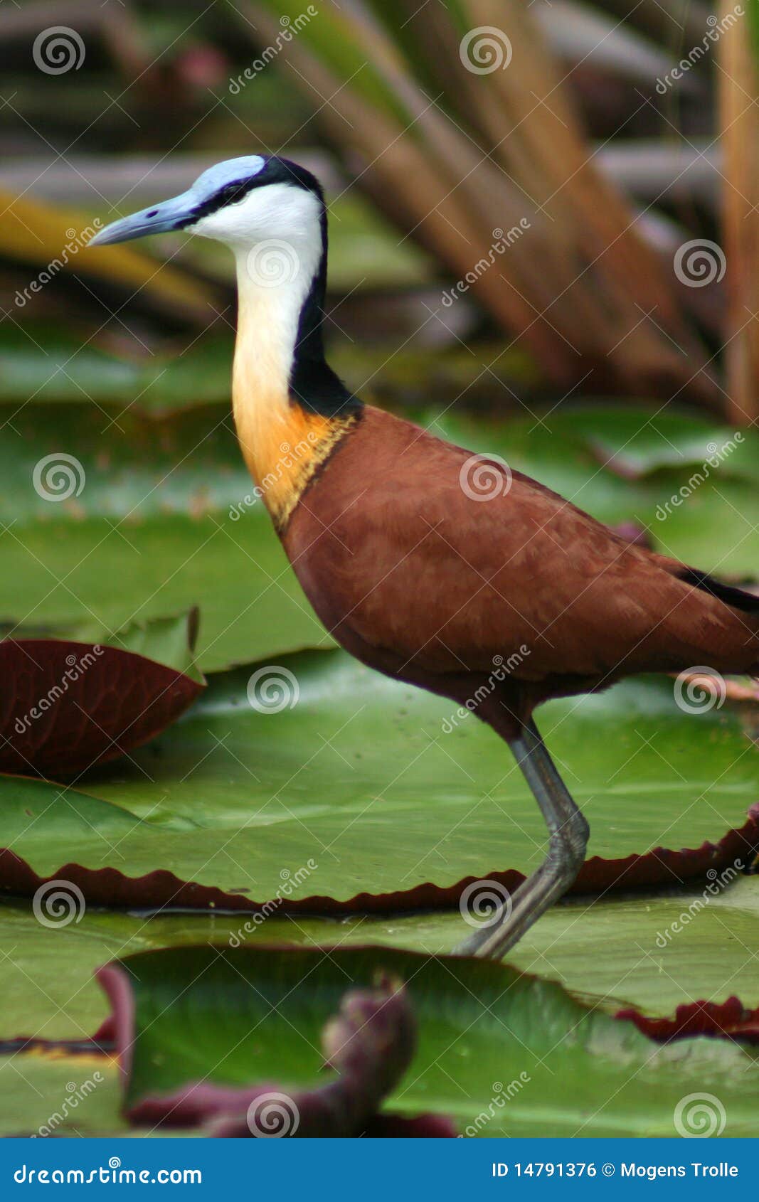 African Jacana, Actophilornis Africanus, Wader Bird From Botswana. Bird ...