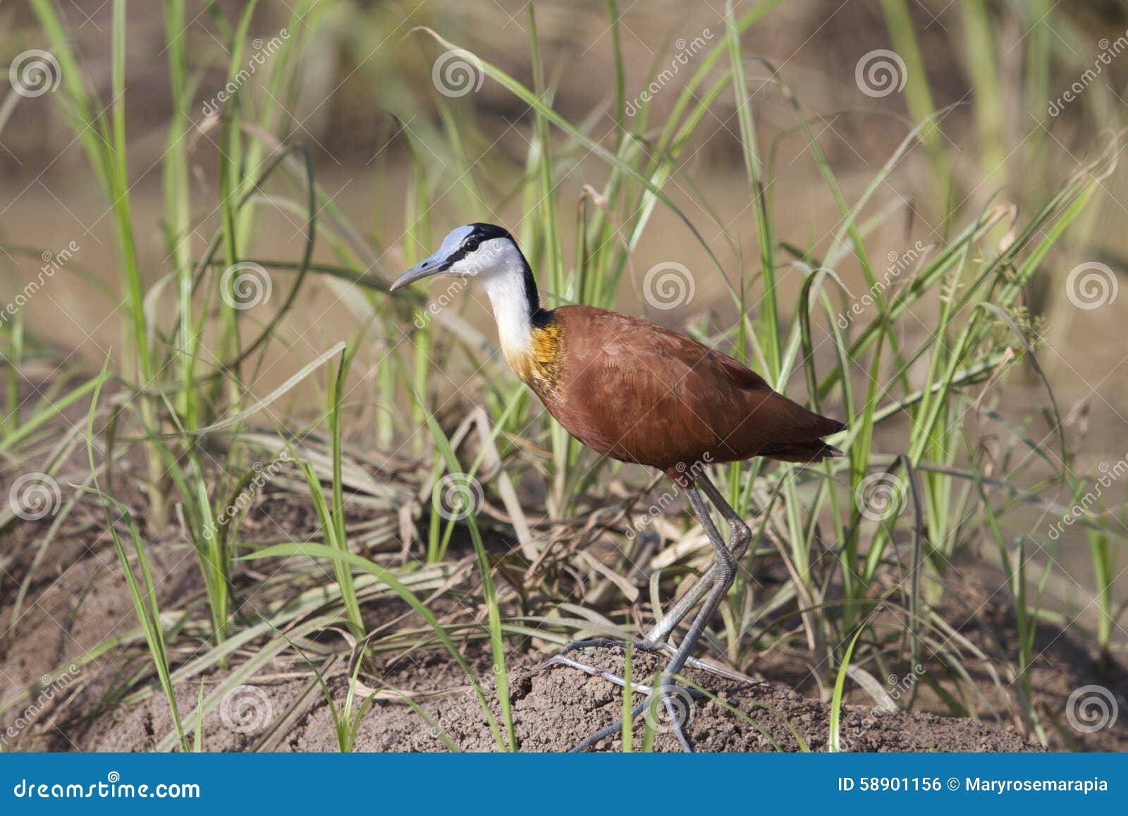 African Jacana stock photo. Image of animal, environment - 58901156