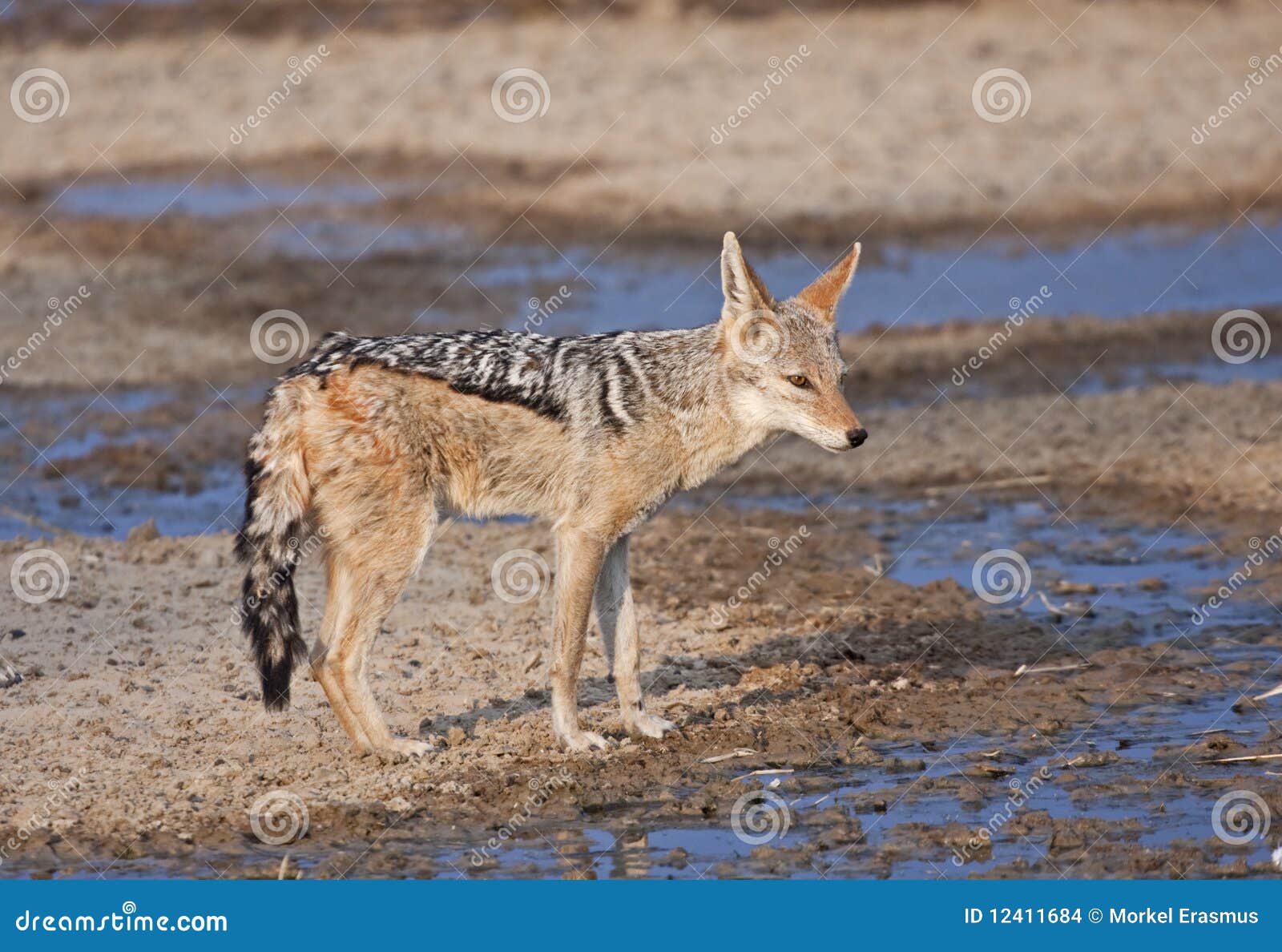 African jackal - vicacases