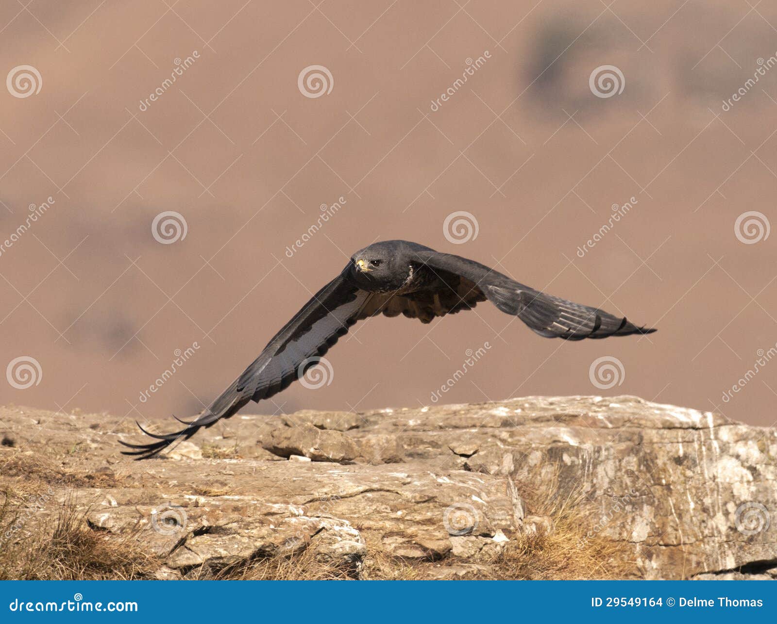 African Jackal Buzzard Flying Low Over Rocks Stock Photo - Image of ...