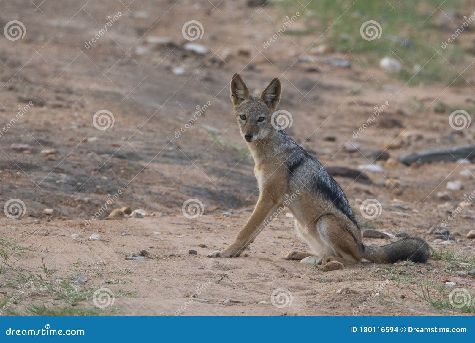 African jackal - masacourses
