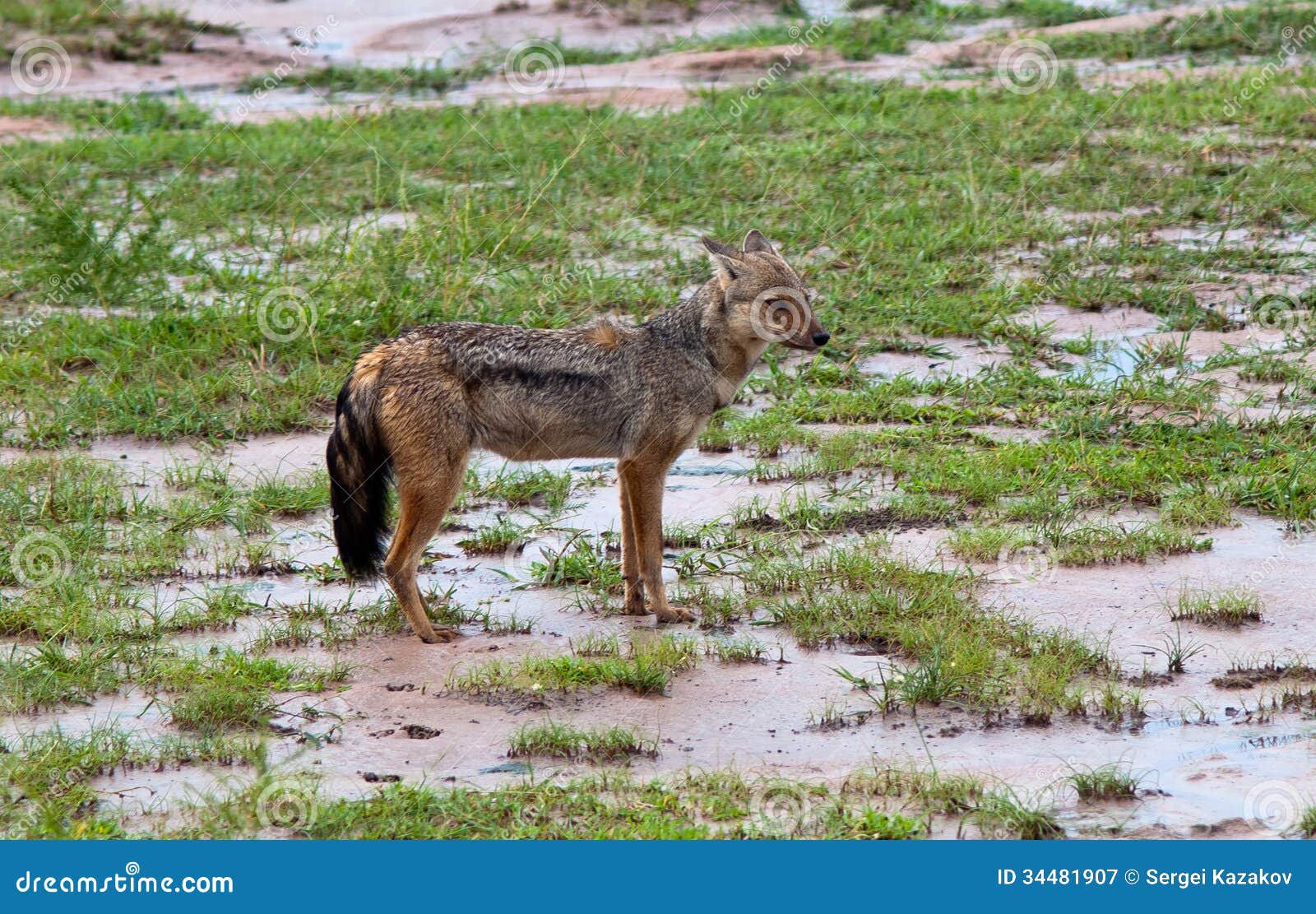 African Jackal Buzzard Flying Past Cliff Face Stock Image ...