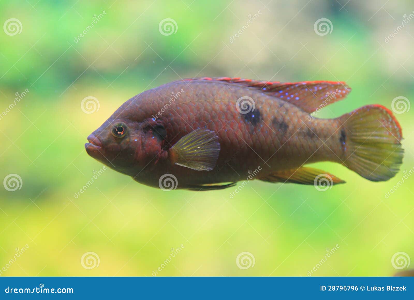 African jewelfish stock photo. Image of life, fish, animal - 28796796