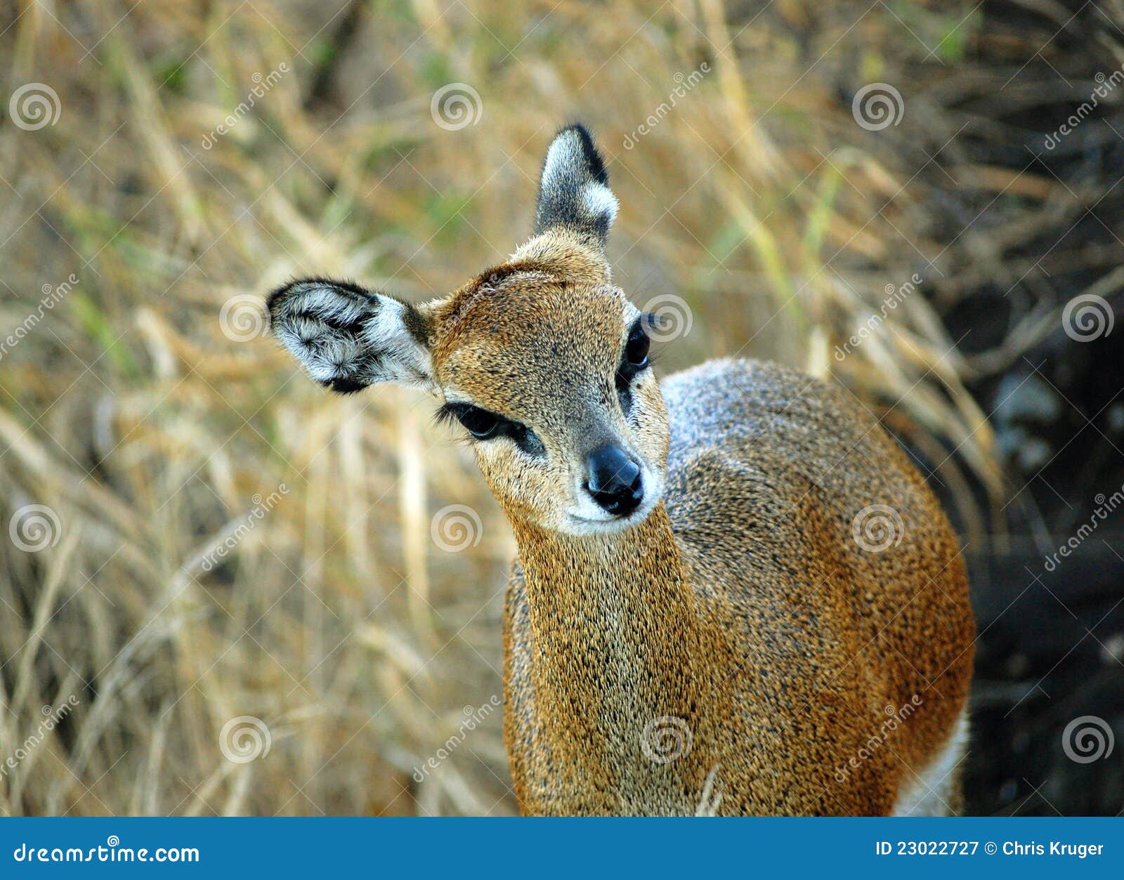 African Klipspringer Antelope Stock Image - Image of nose, animal: 23022727