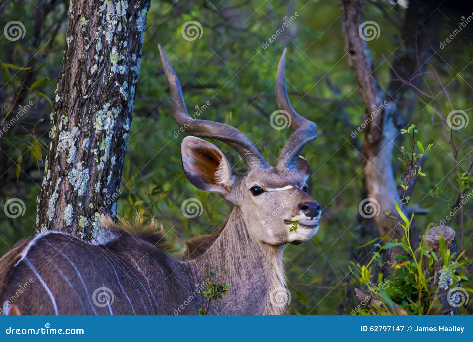 African Kudu in the Open Eating Stock Image - Image of wild, lizards ...
