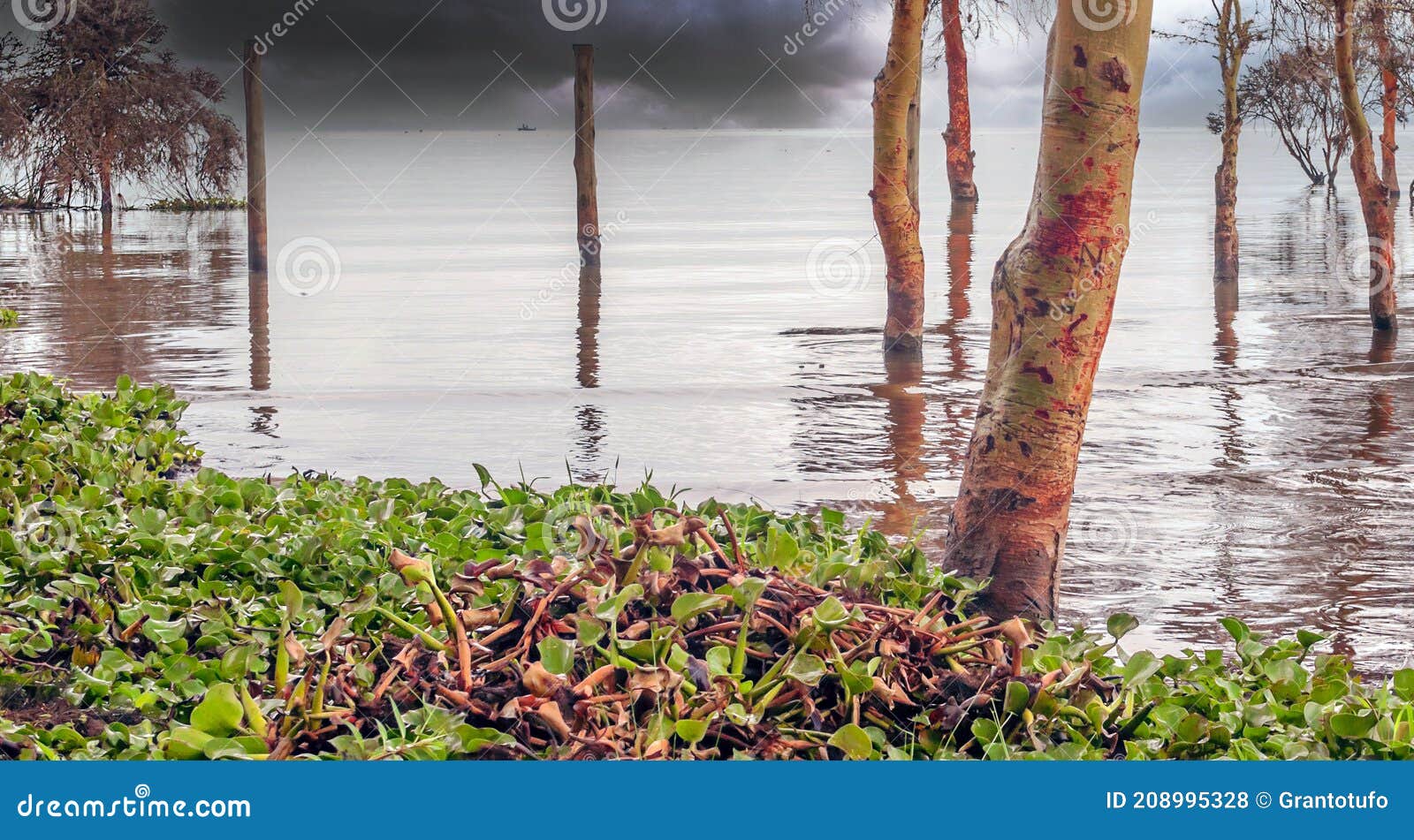 African lake stock photo. Image of lake, palm, landscape - 208995328