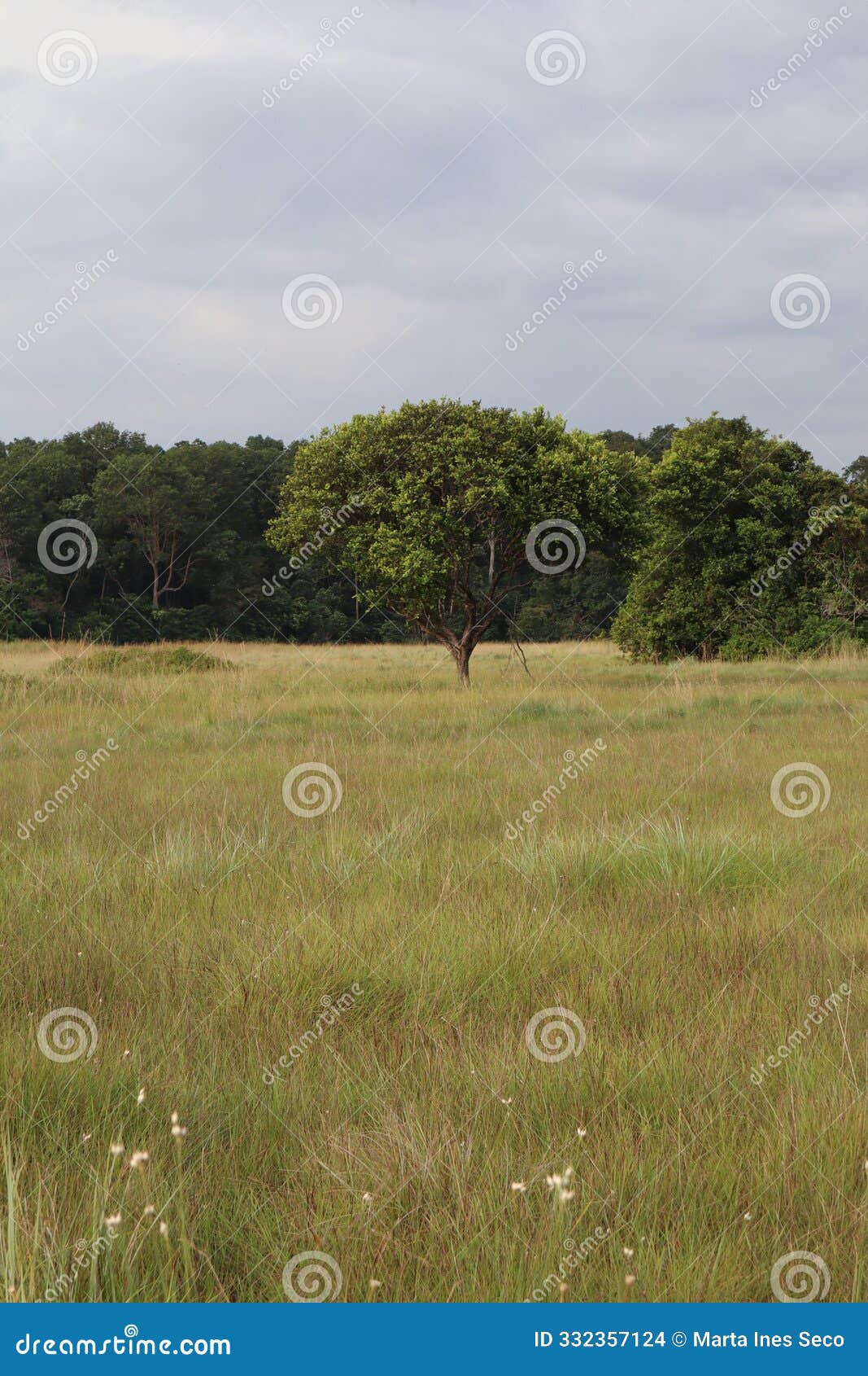 Beautiful African Landscape in Gabon Stock Photo - Image of african ...