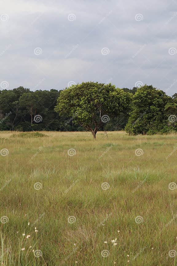 Beautiful African Landscape in Gabon Stock Photo - Image of african ...