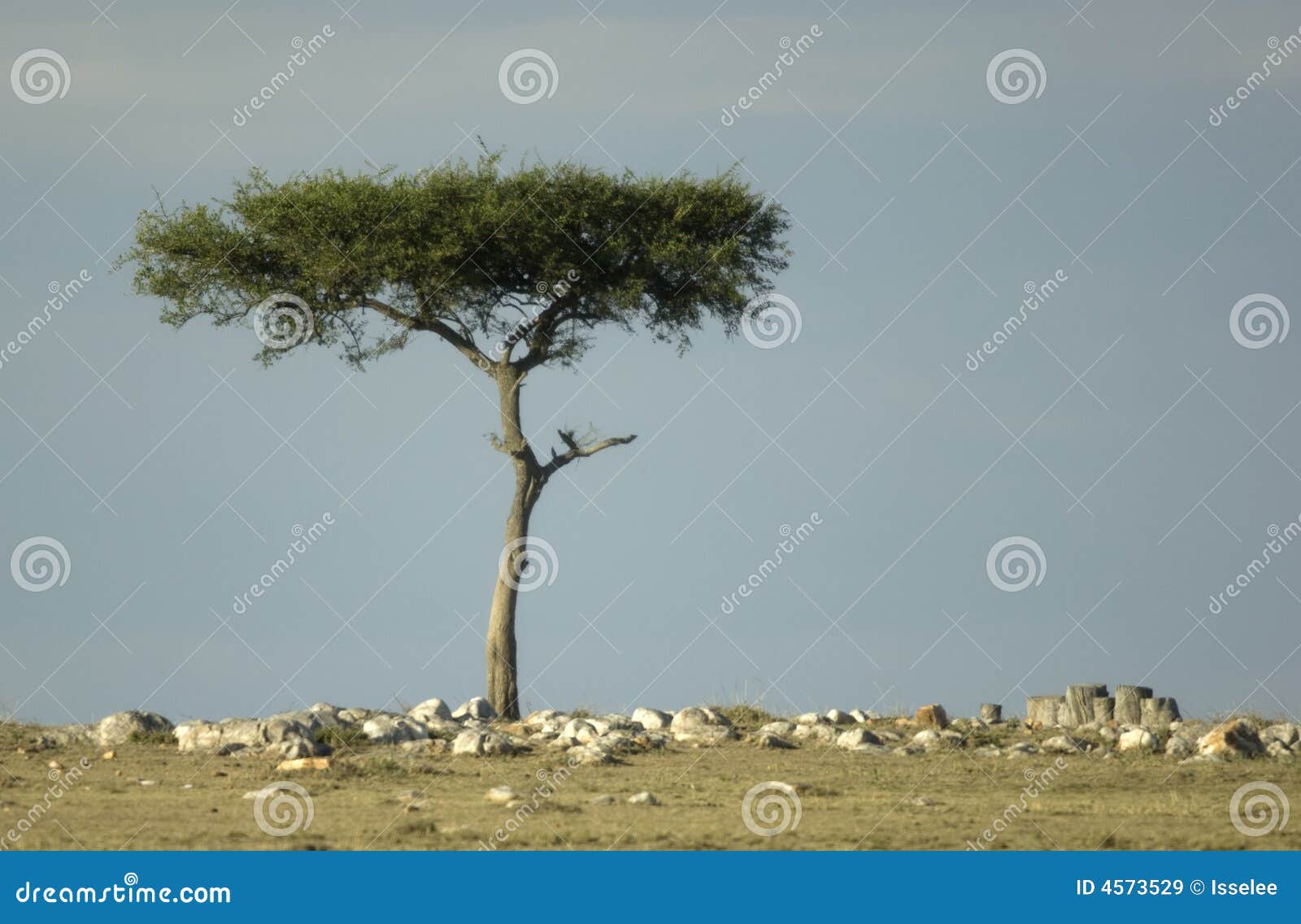 African landscape stock image. Image of tourism, escape - 4573529