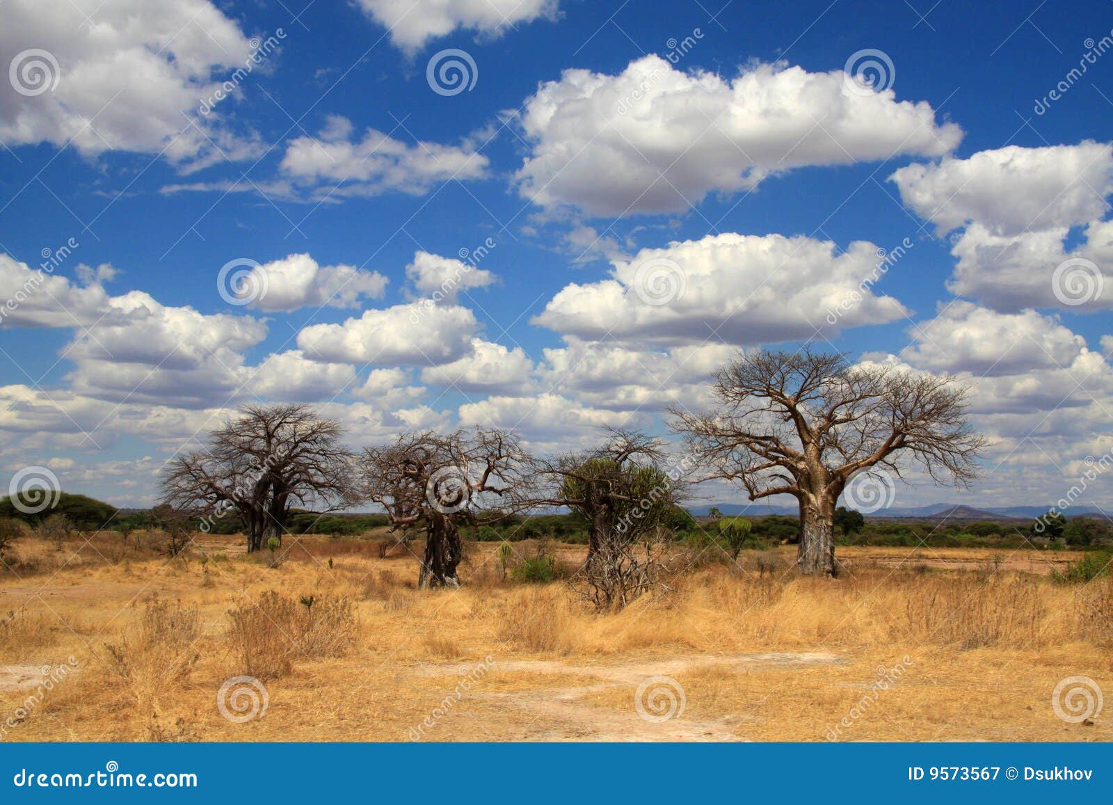 Baobab Trees Near Entrance To Vasai Fort. Royalty-Free Stock ...