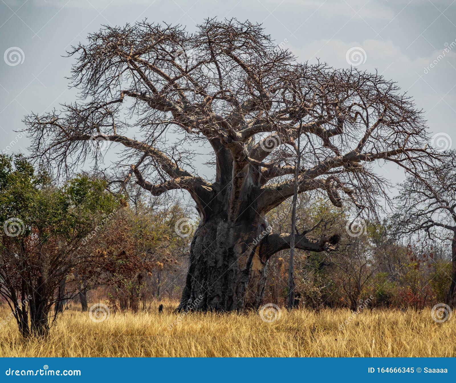 African Landscape with Big Baobab Tree Stock Image - Image of outdoor ...