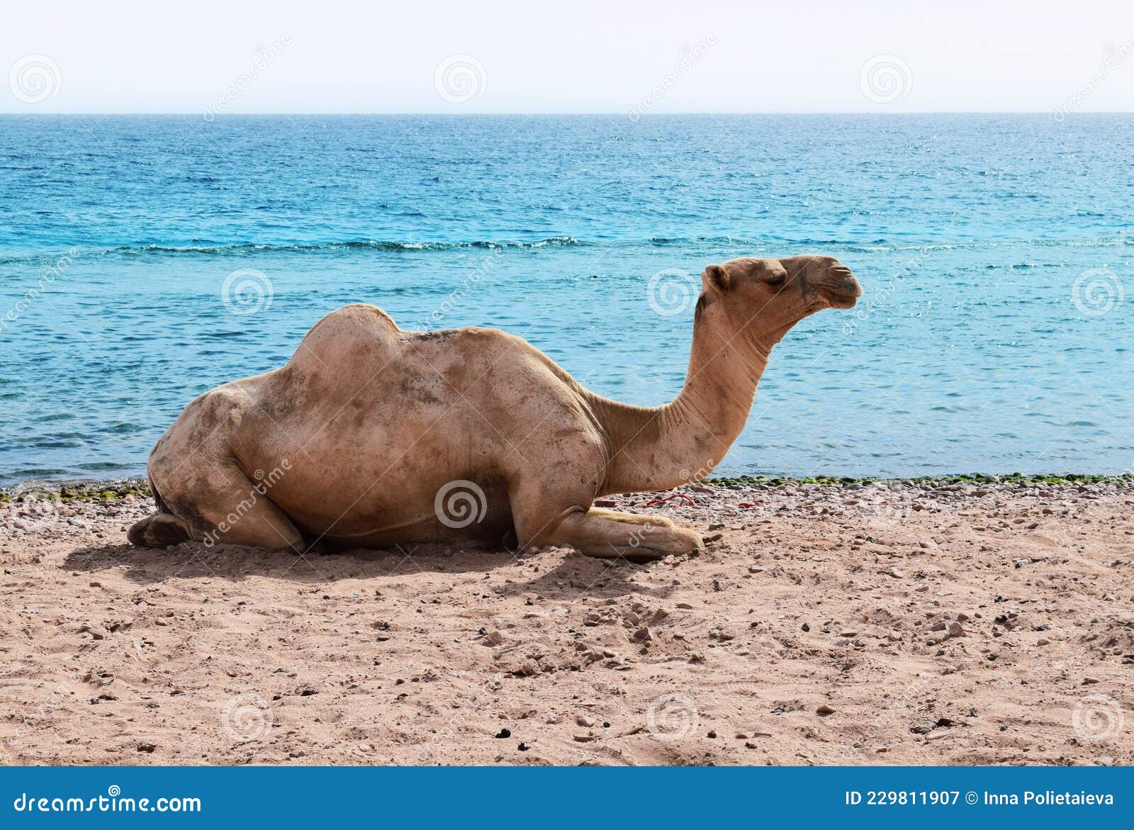 African Landscape with Camel at Red Sea Side Stock Image - Image of ...
