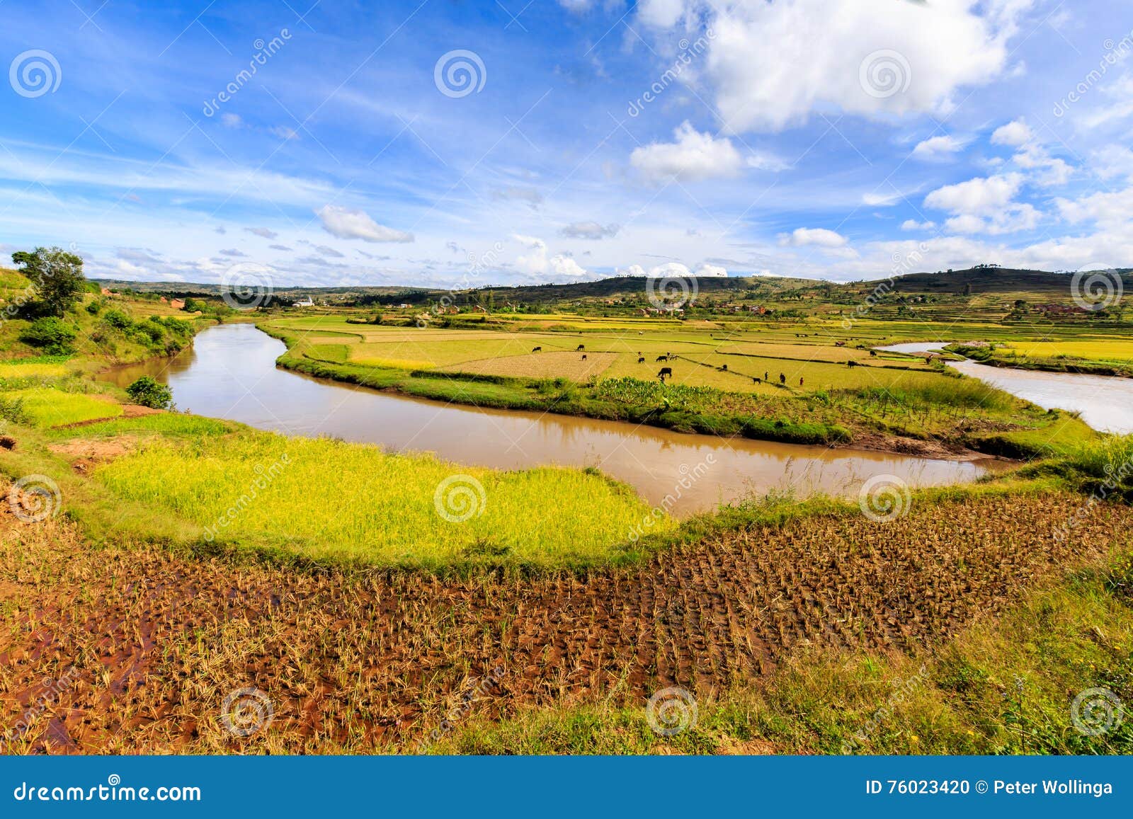 African Landscape with River Running through Rice Fields Stock Photo ...