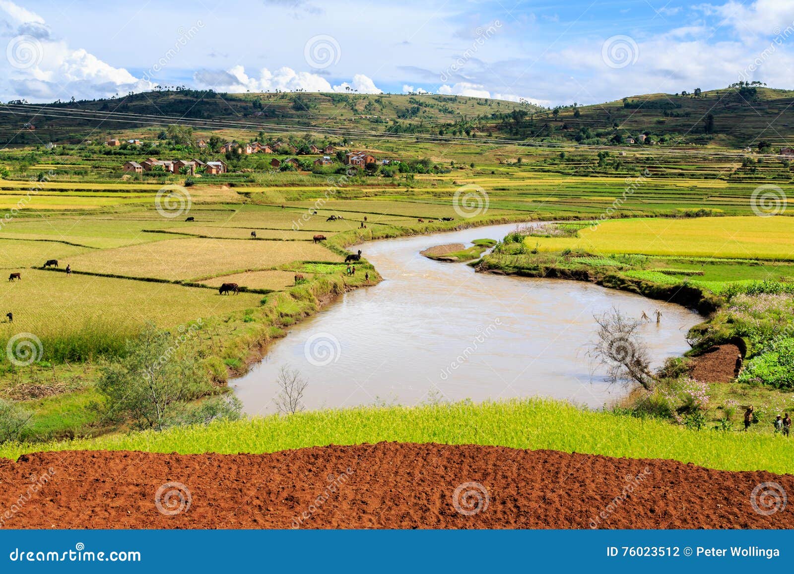 African Landscape with River Running through Rice Fields Stock Photo ...