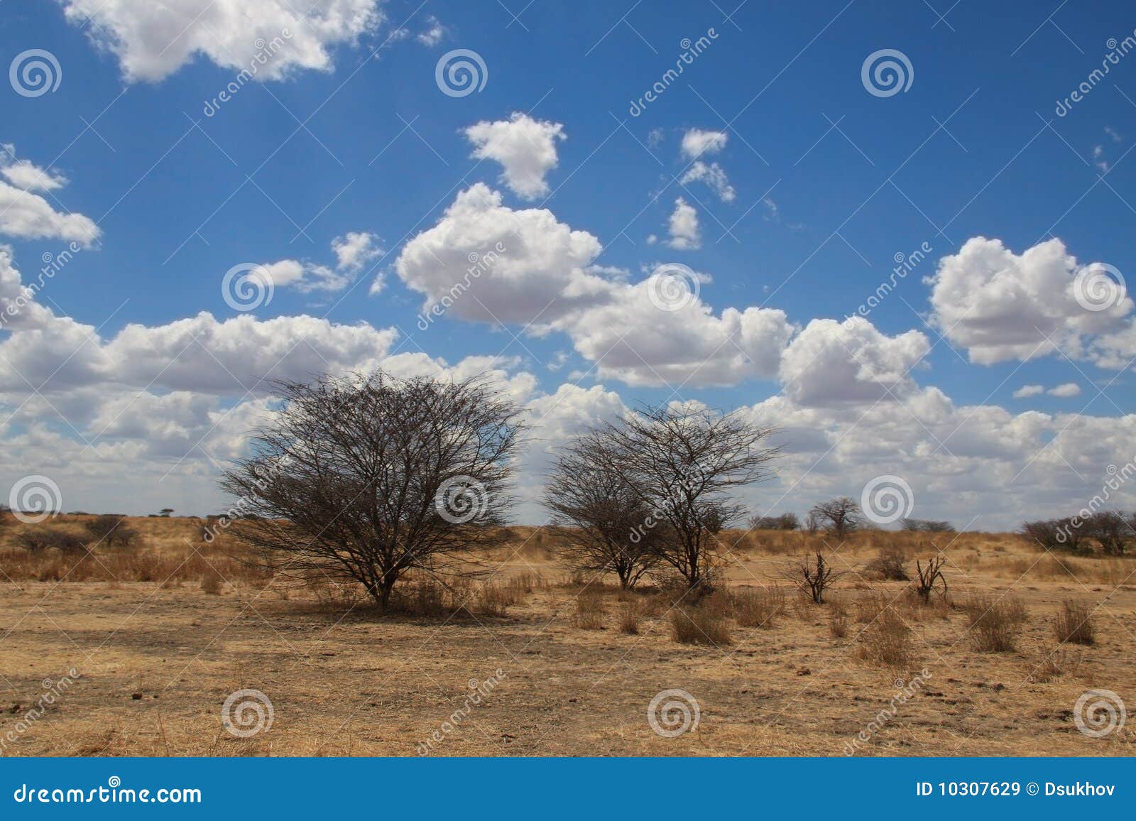 African Landscape. Two Bushes in Savanna Stock Image - Image of exotic ...